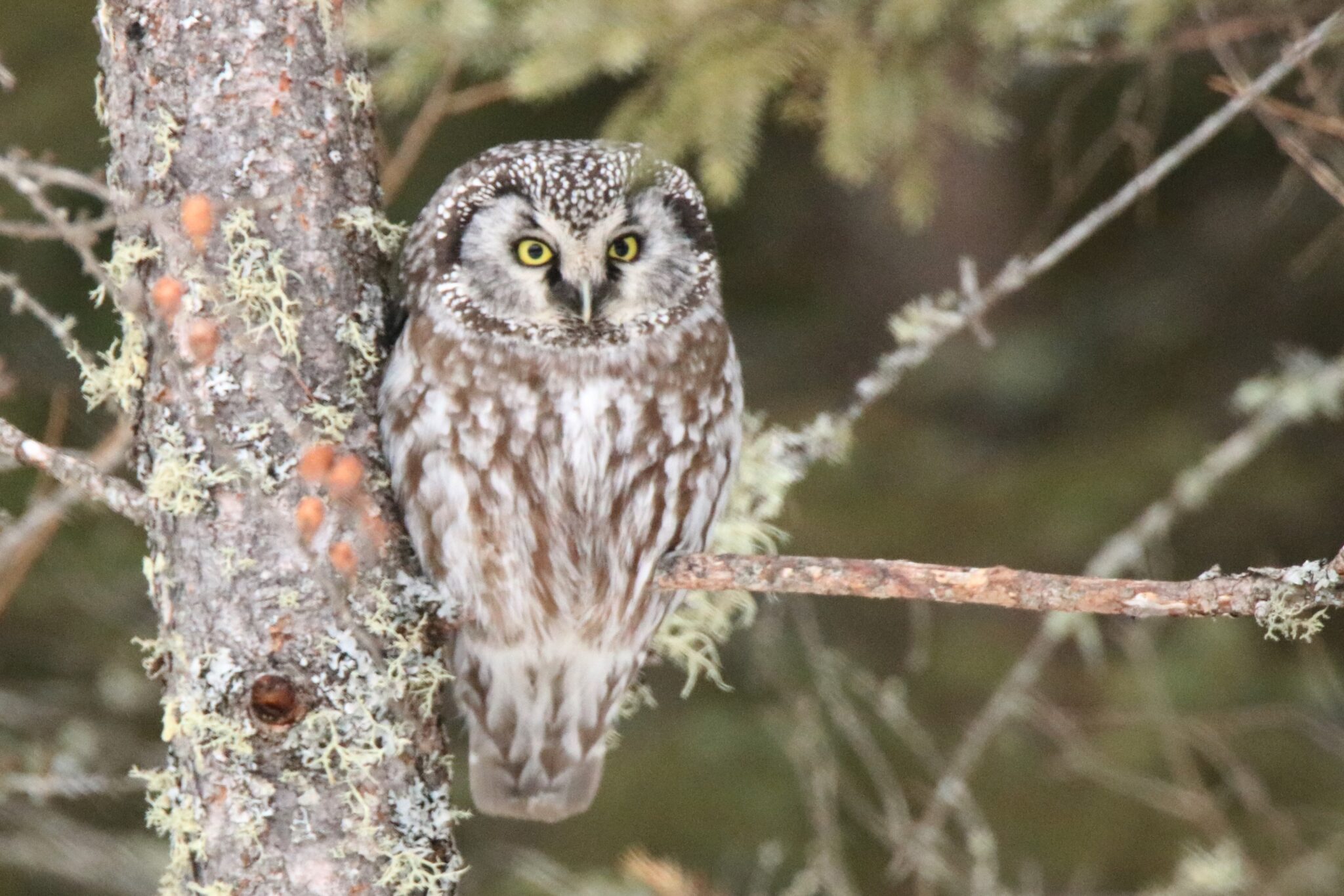 Boreal Owl | Great Bird Pics