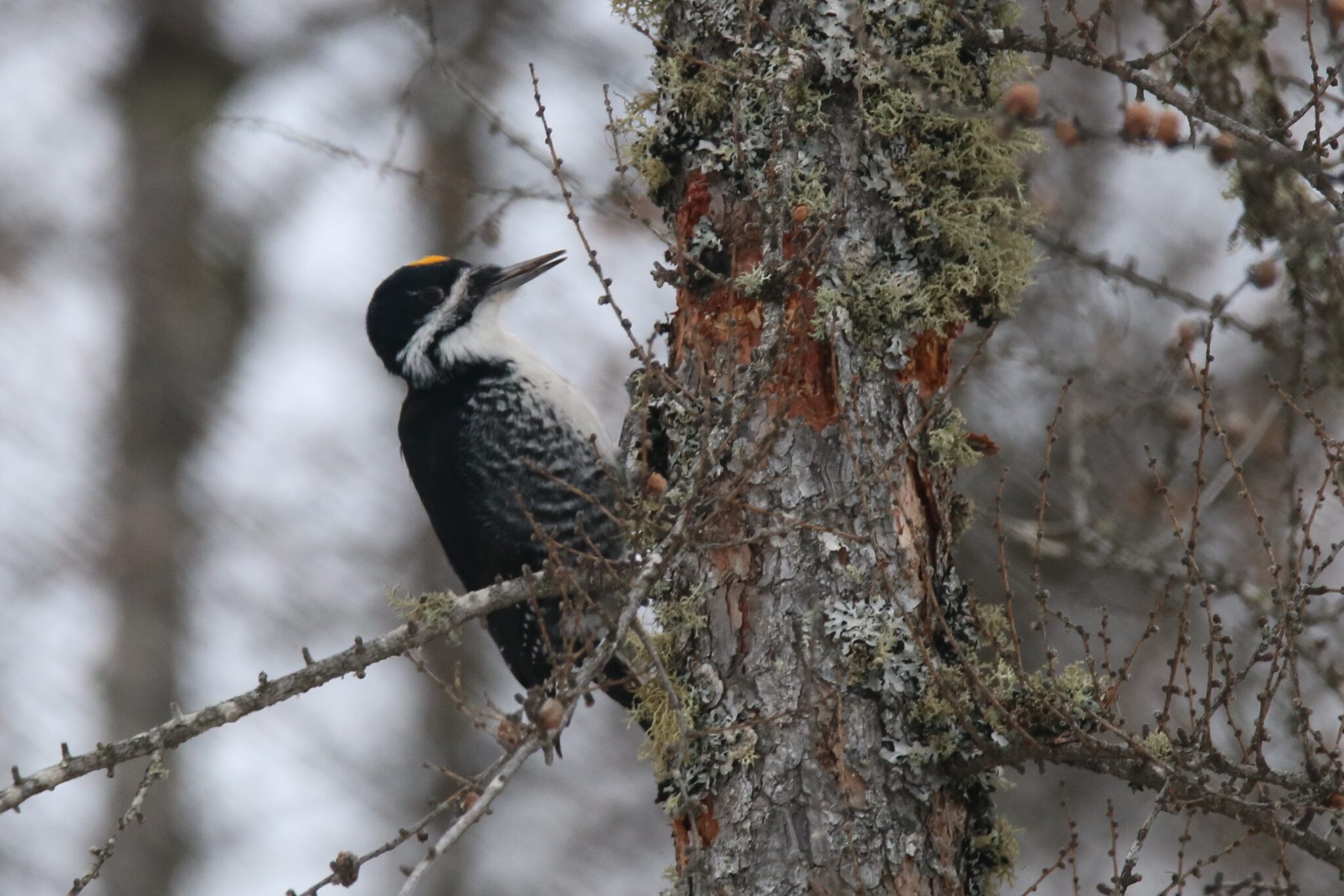 Black-backed Woodpecker | Great Bird Pics