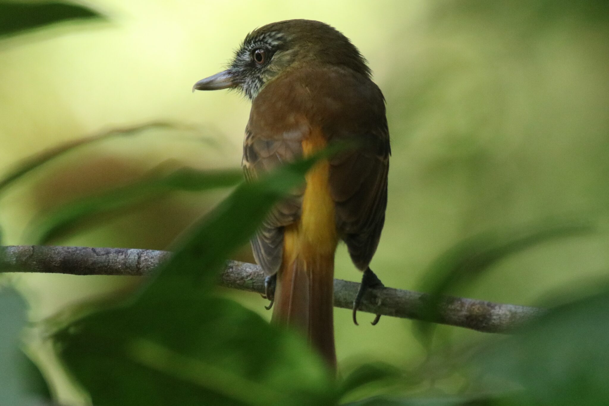 Bright-rumped Atila | Great Bird Pics