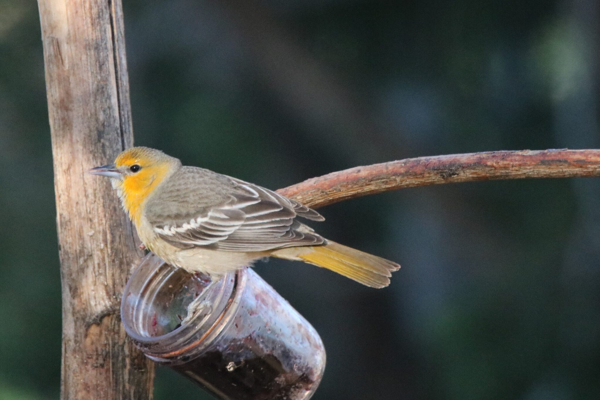 Bullock’s Oriole | Great Bird Pics