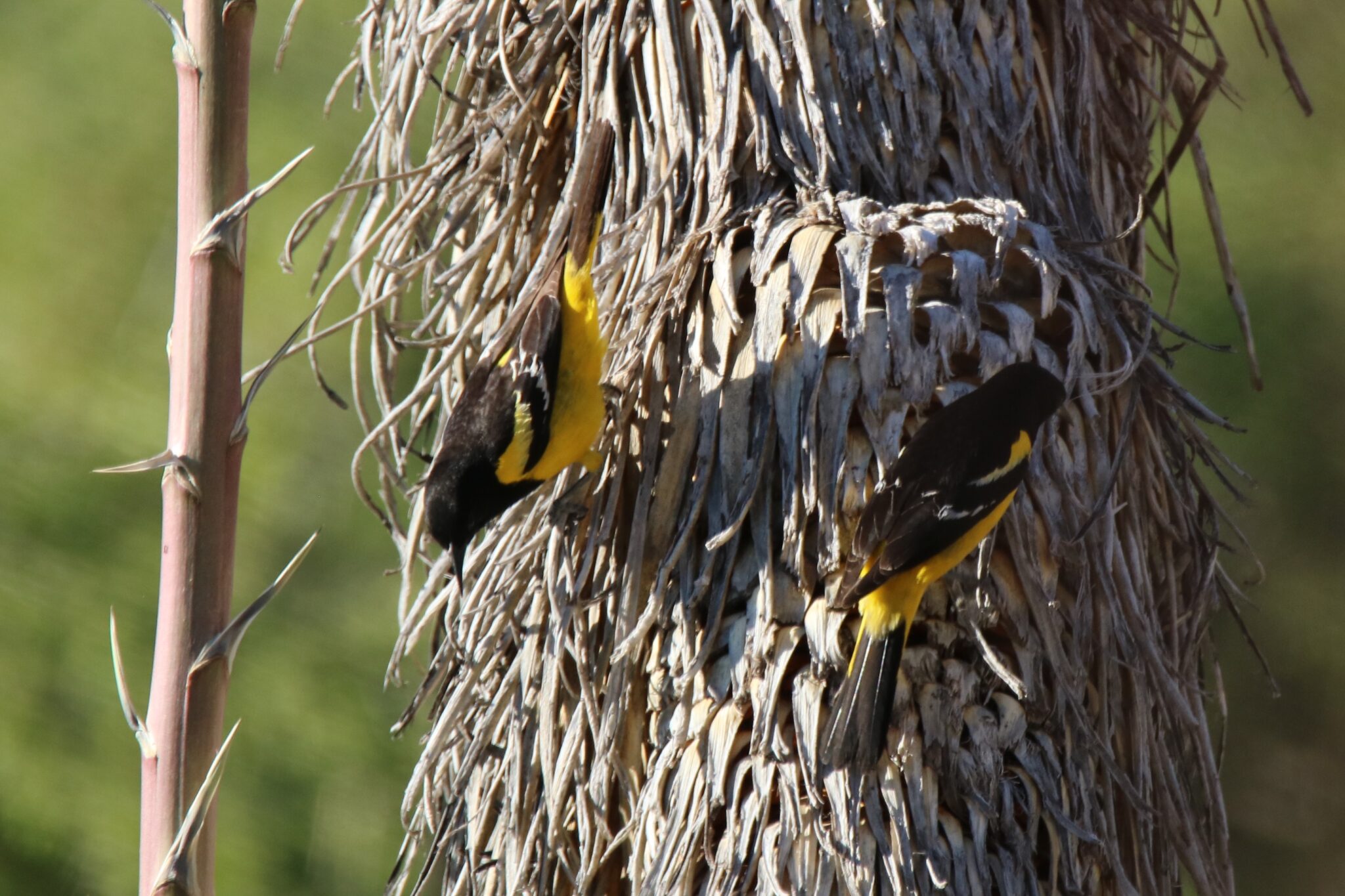 Scott’s Orioles | Great Bird Pics