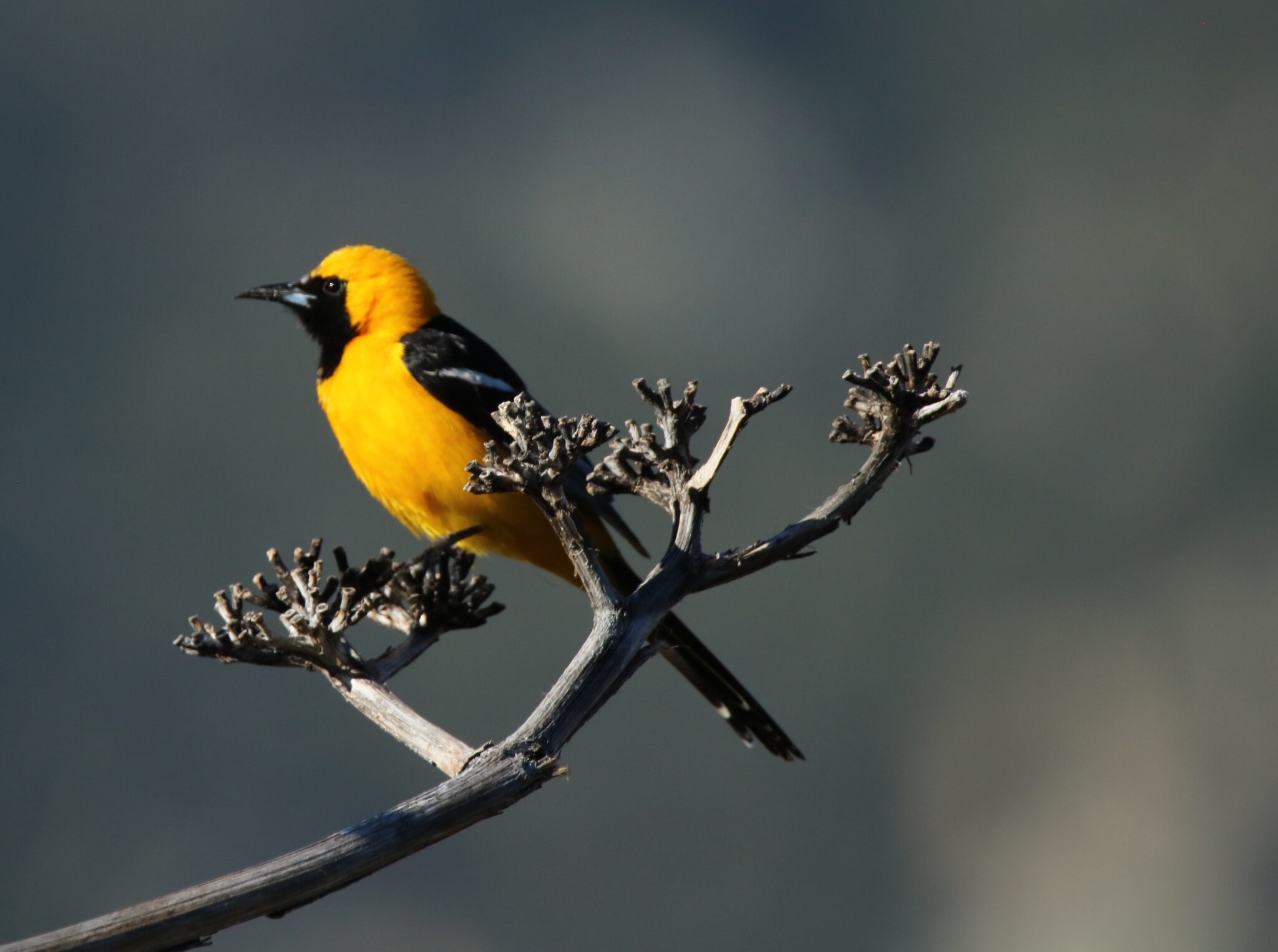 Hooded Oriole | Great Bird Pics