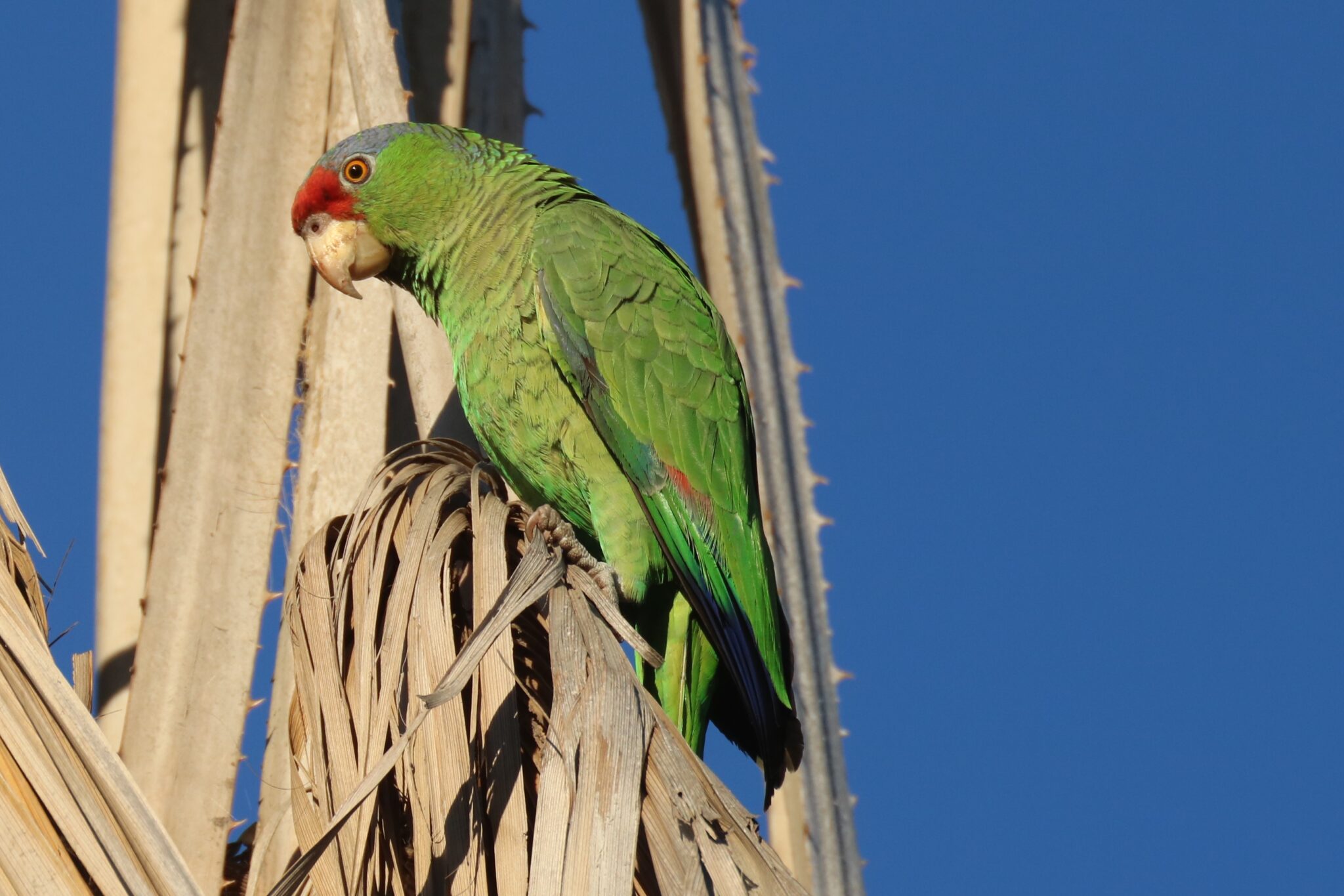 Lilac-crowned Parrot | Great Bird Pics