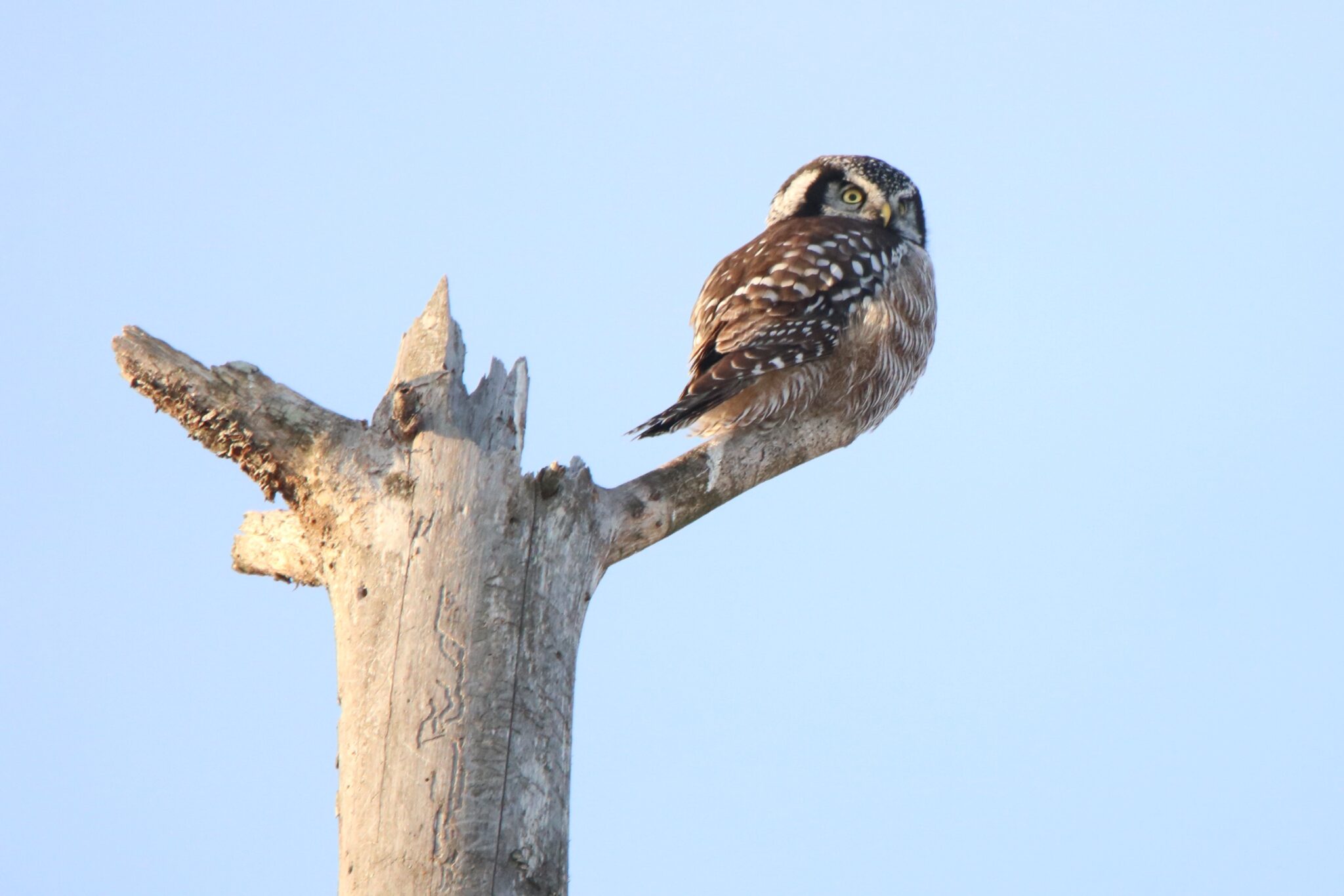 Northern Hawk Owl | Great Bird Pics