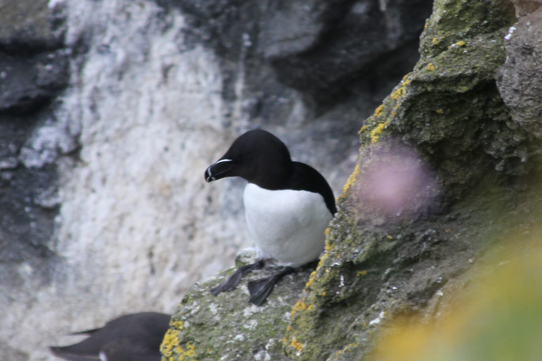 Razorbill | Great Bird Pics