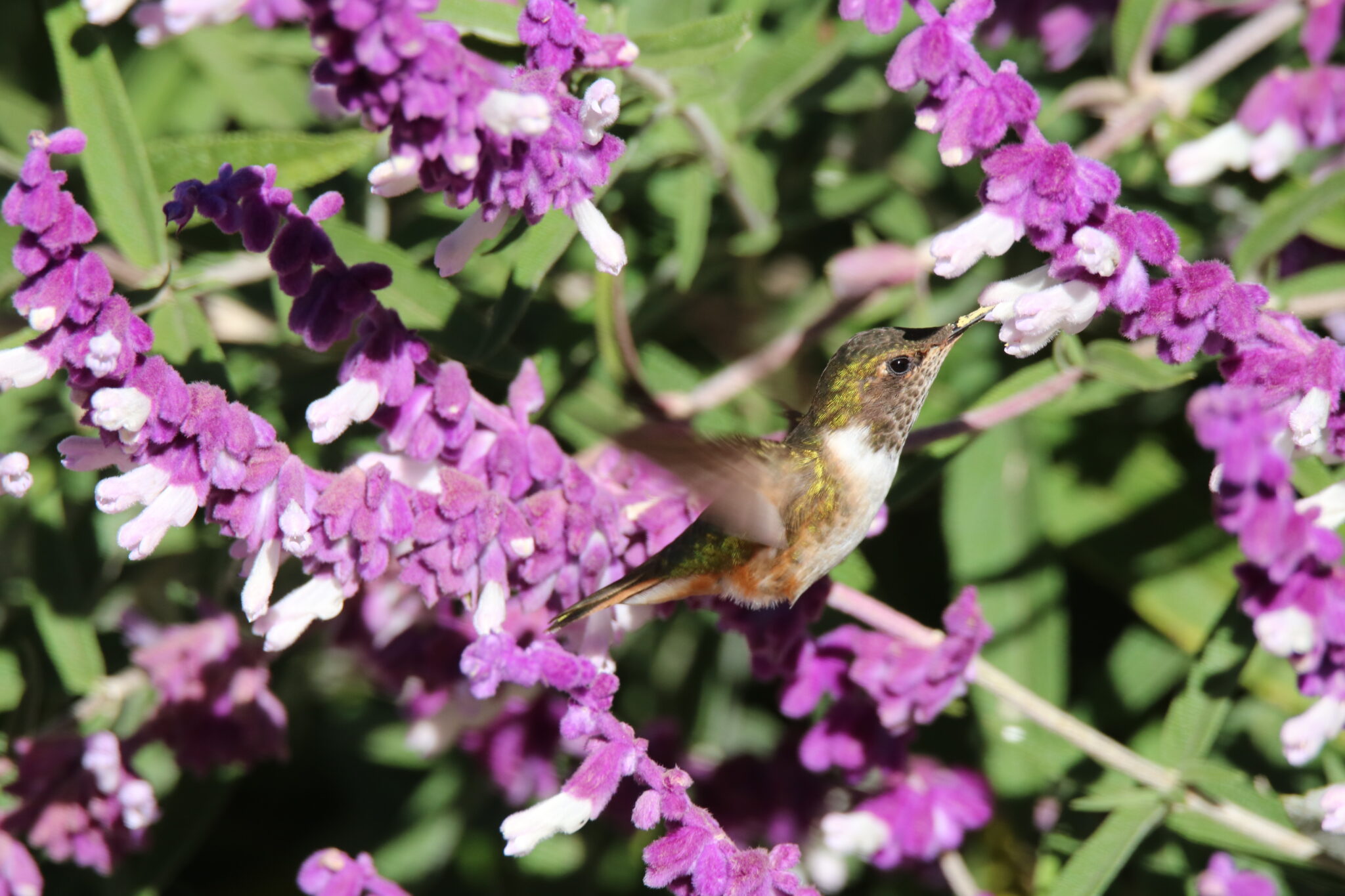 Volcano Hummingbird | Great Bird Pics