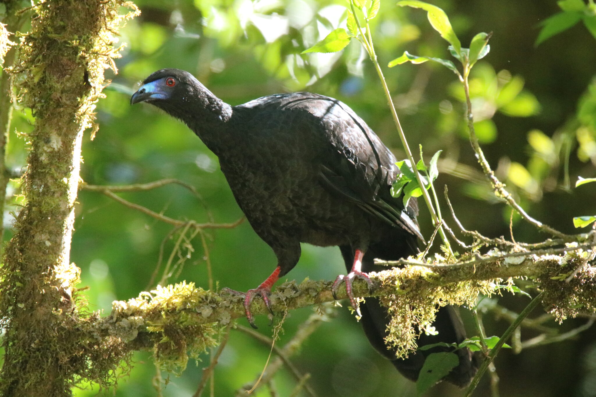 Black Guan | Great Bird Pics