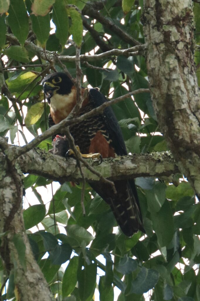 Orange-breasted Falcon | Great Bird Pics