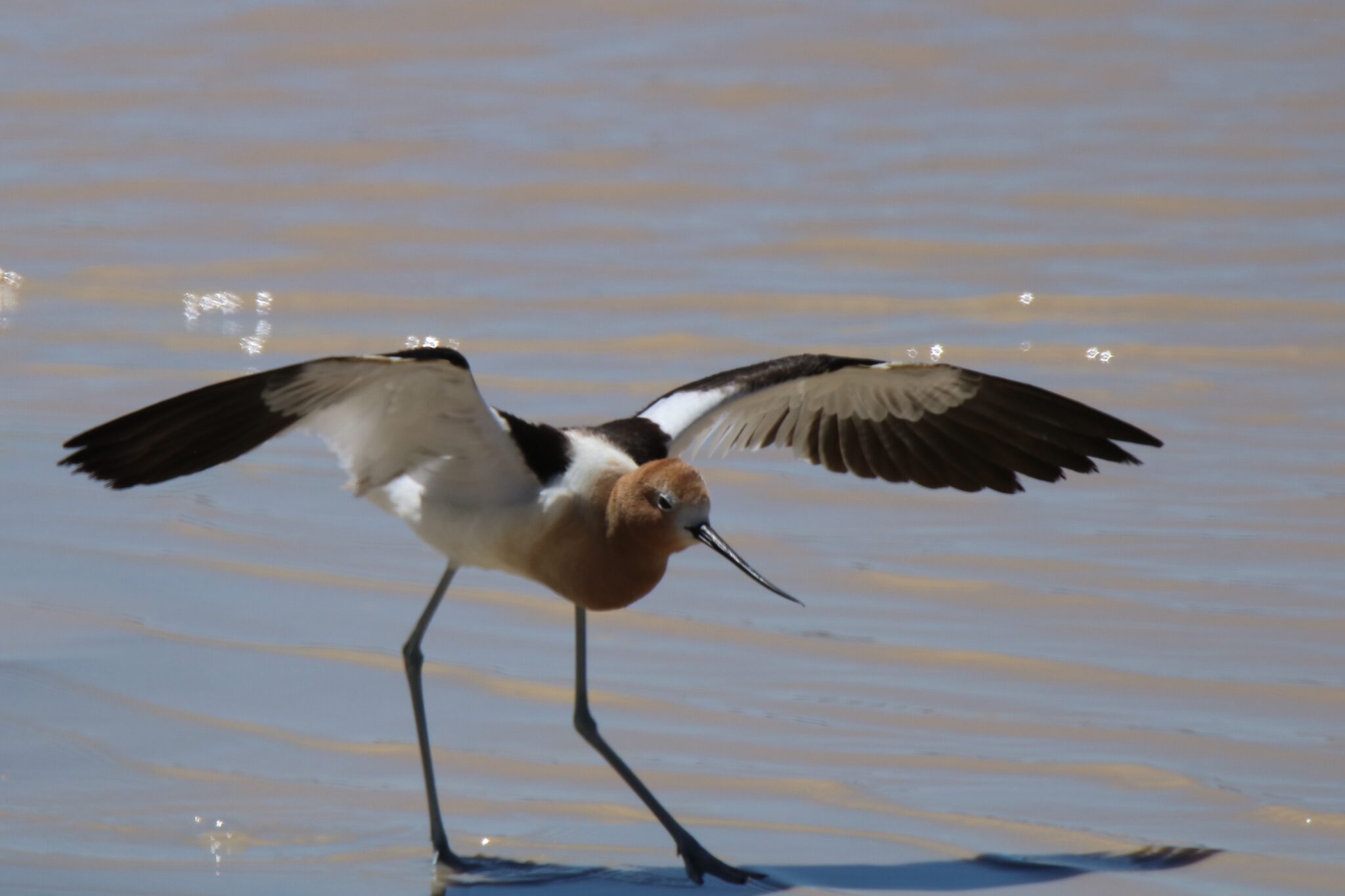 American Avocet | Great Bird Pics