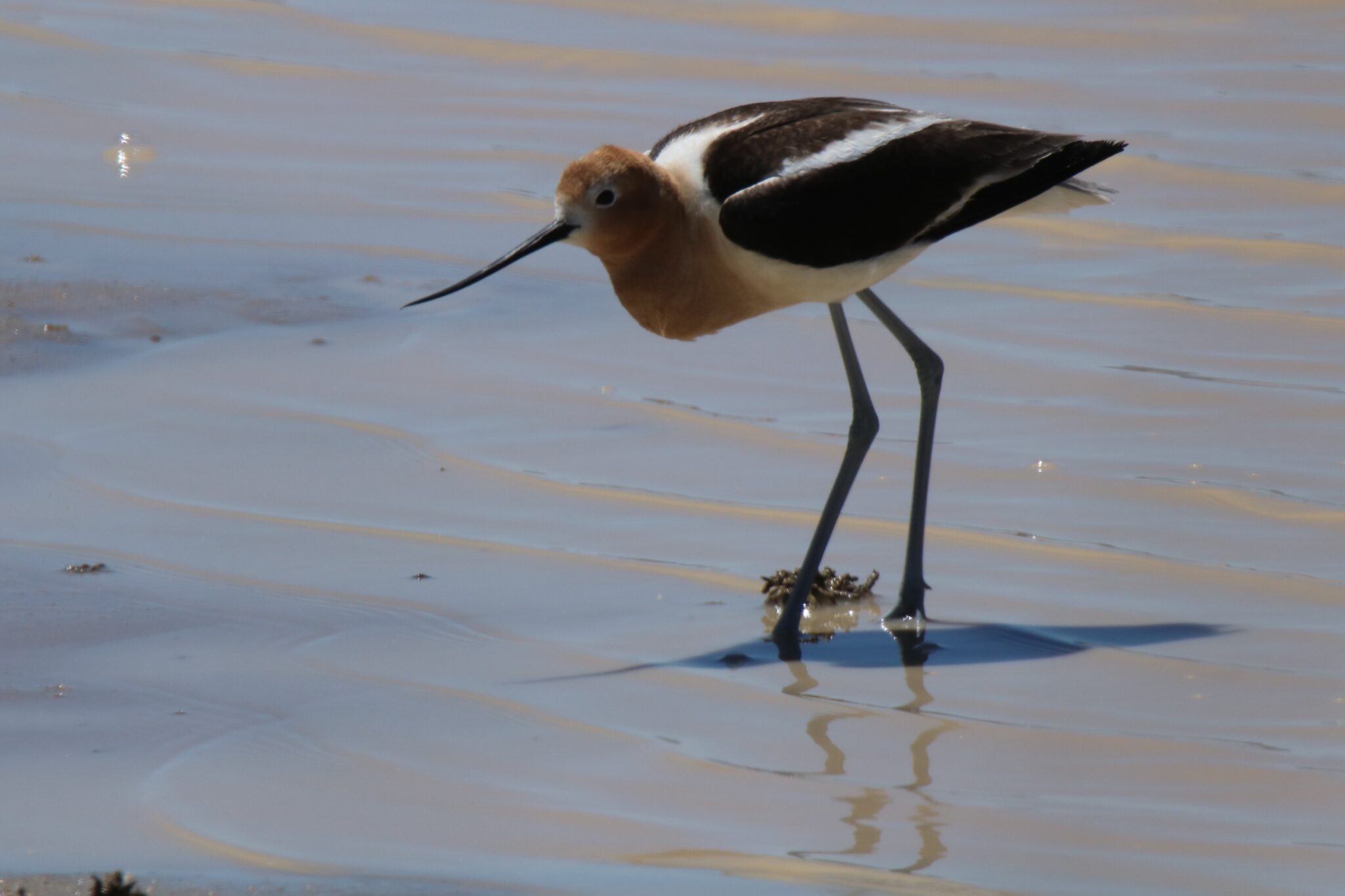 American Avocet | Great Bird Pics