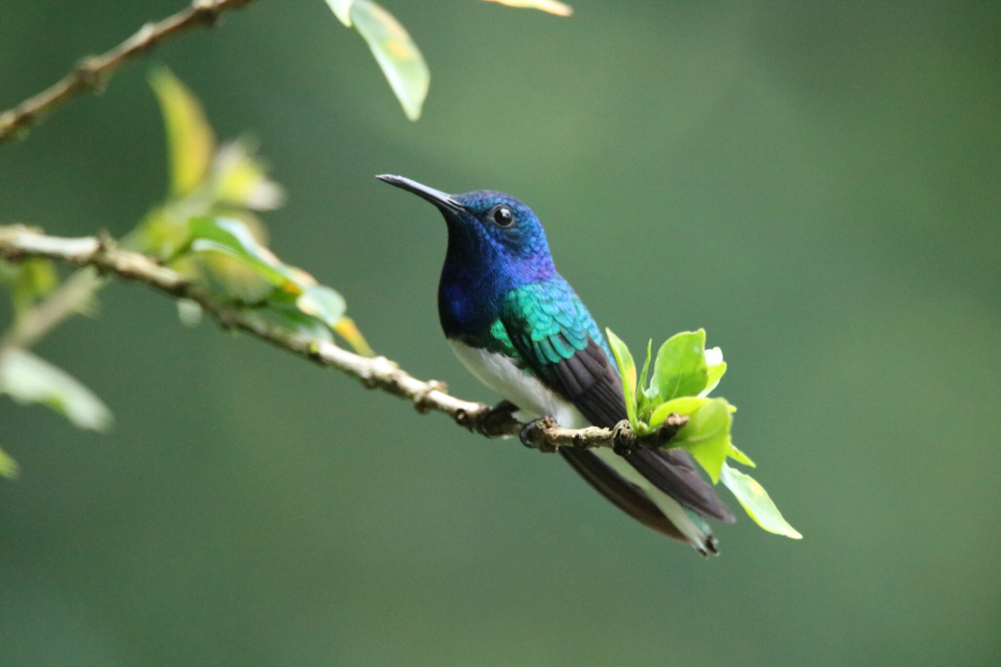 White-necked Jacobin | Great Bird Pics