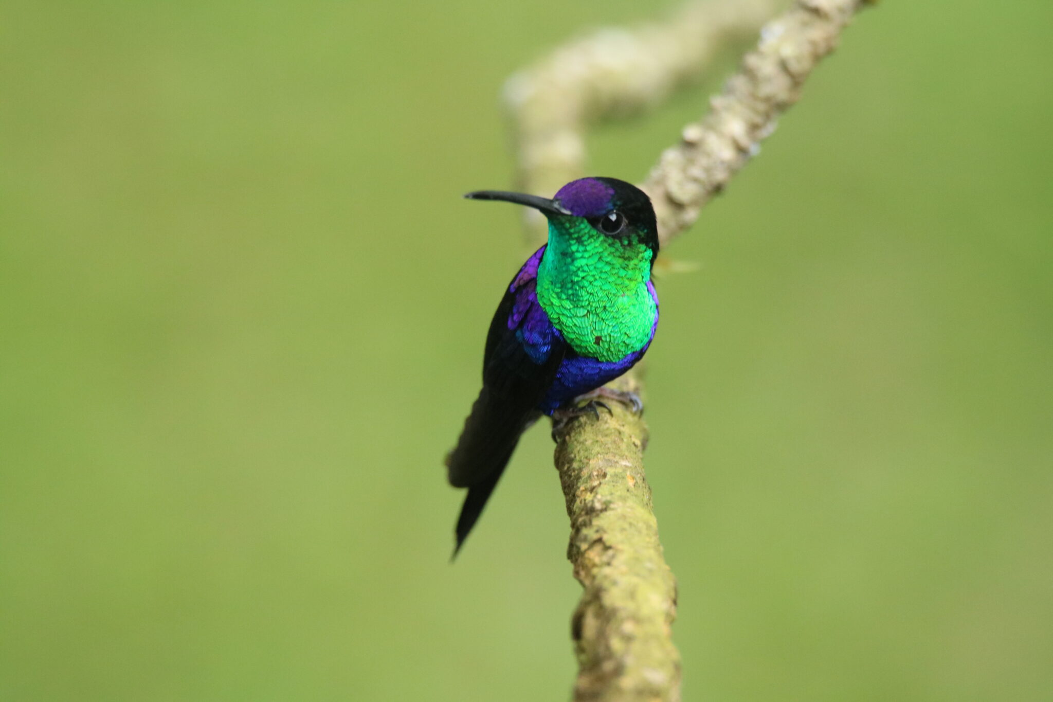 Crowned Woodnymph | Great Bird Pics