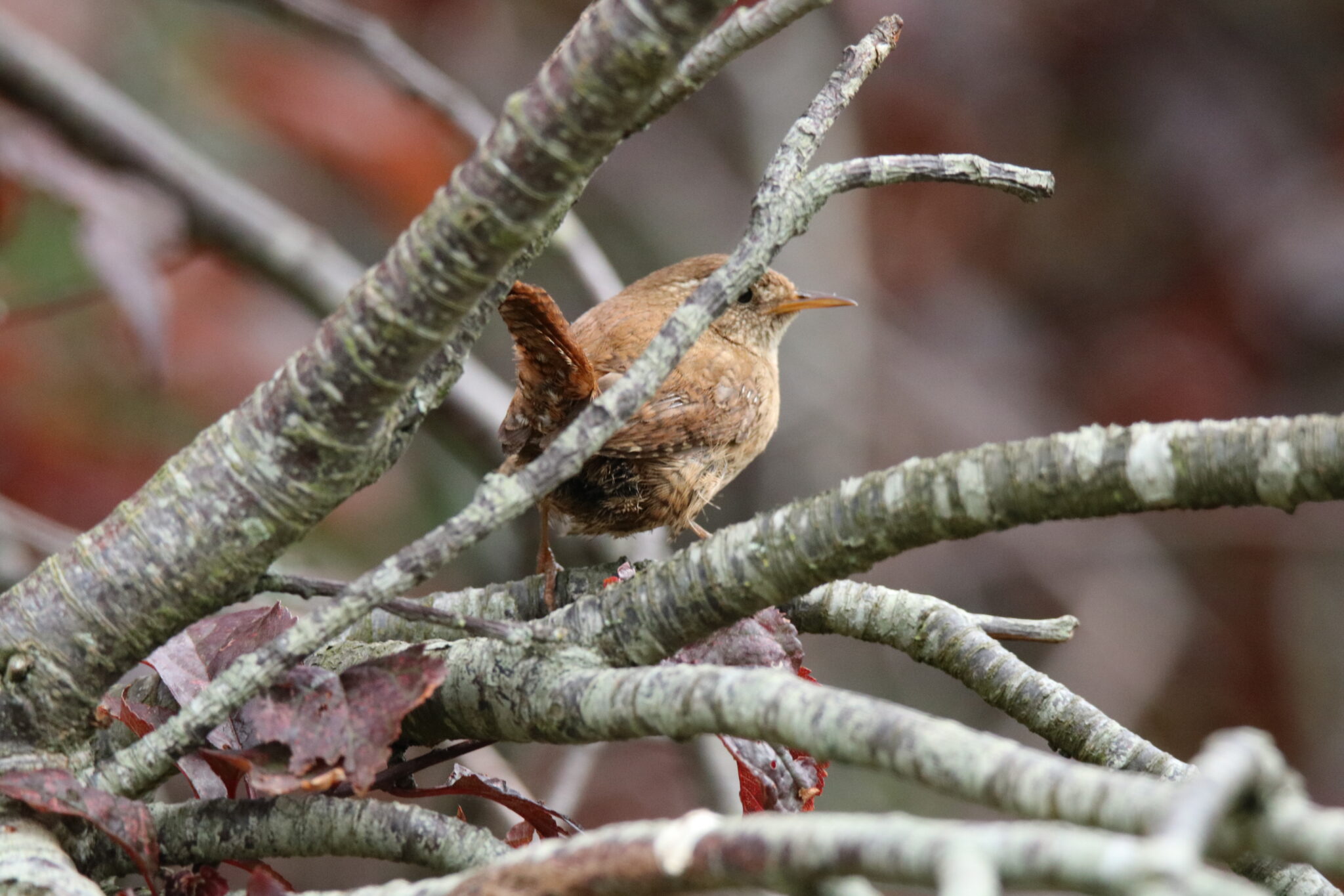 Eurasian Wren | Great Bird Pics