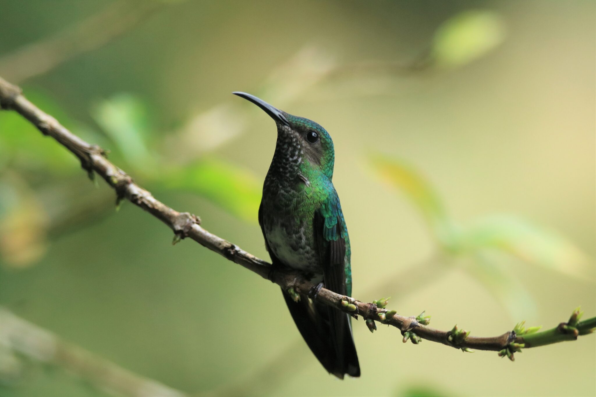 Crowned Woodnymph Great Bird Pics