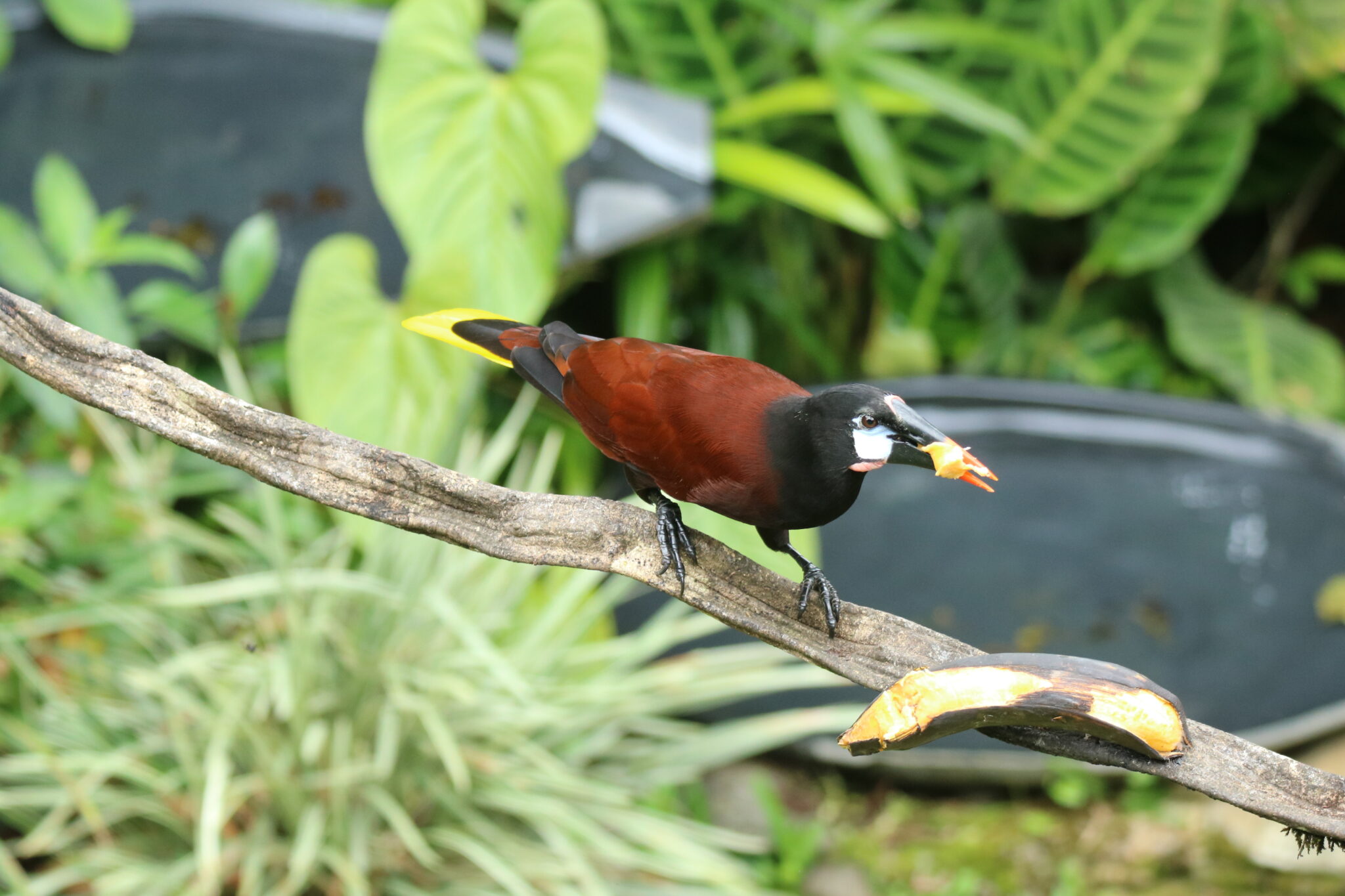 Montezuma Oropendola | Great Bird Pics