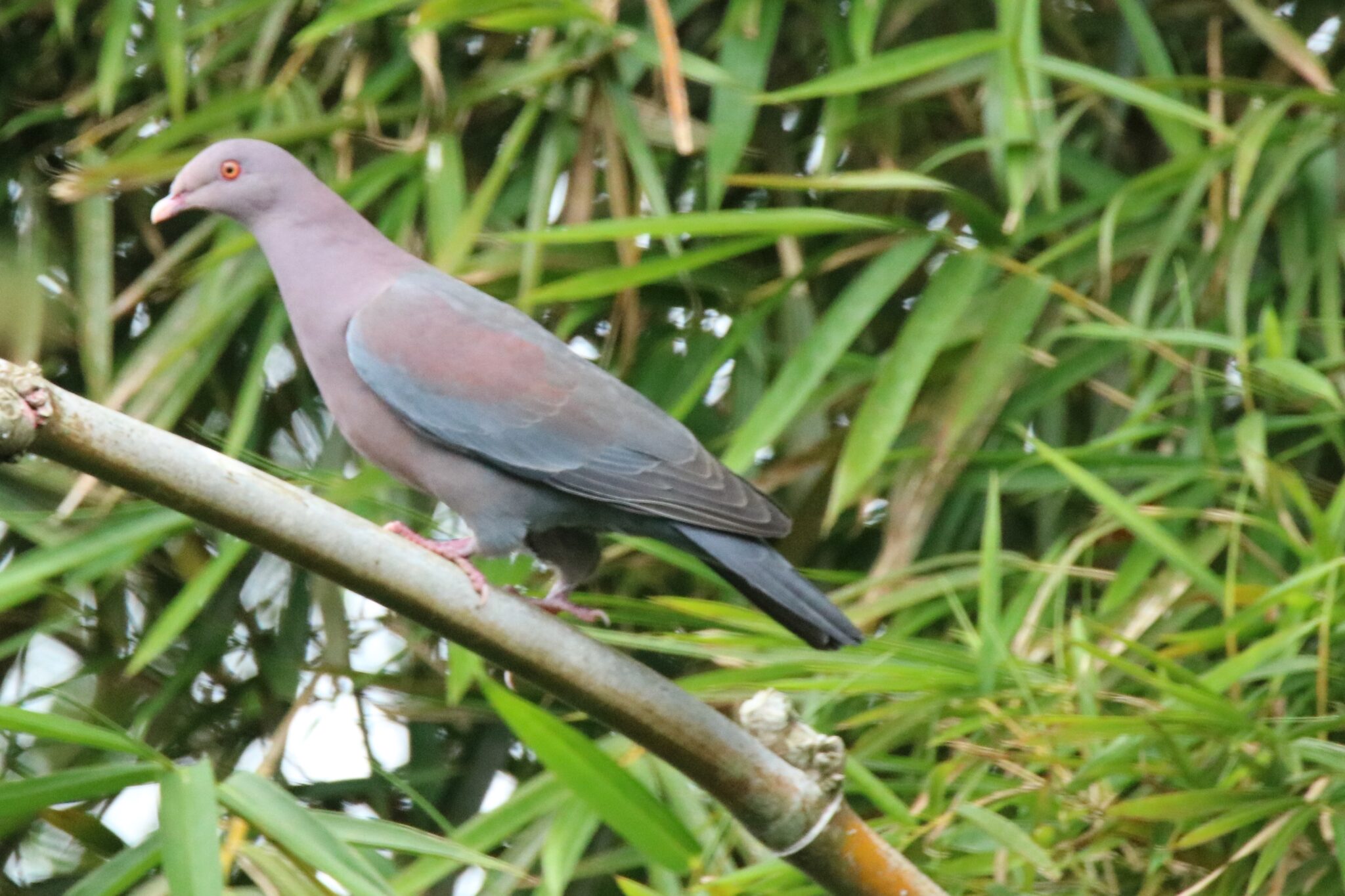 Red-billed Pigeon | Great Bird Pics
