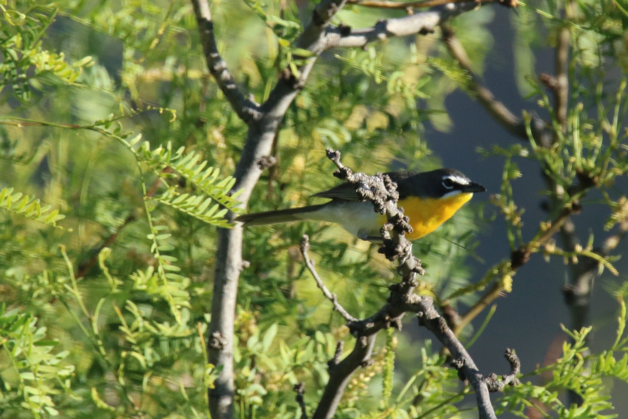 Yellow-breasted Chat | Great Bird Pics