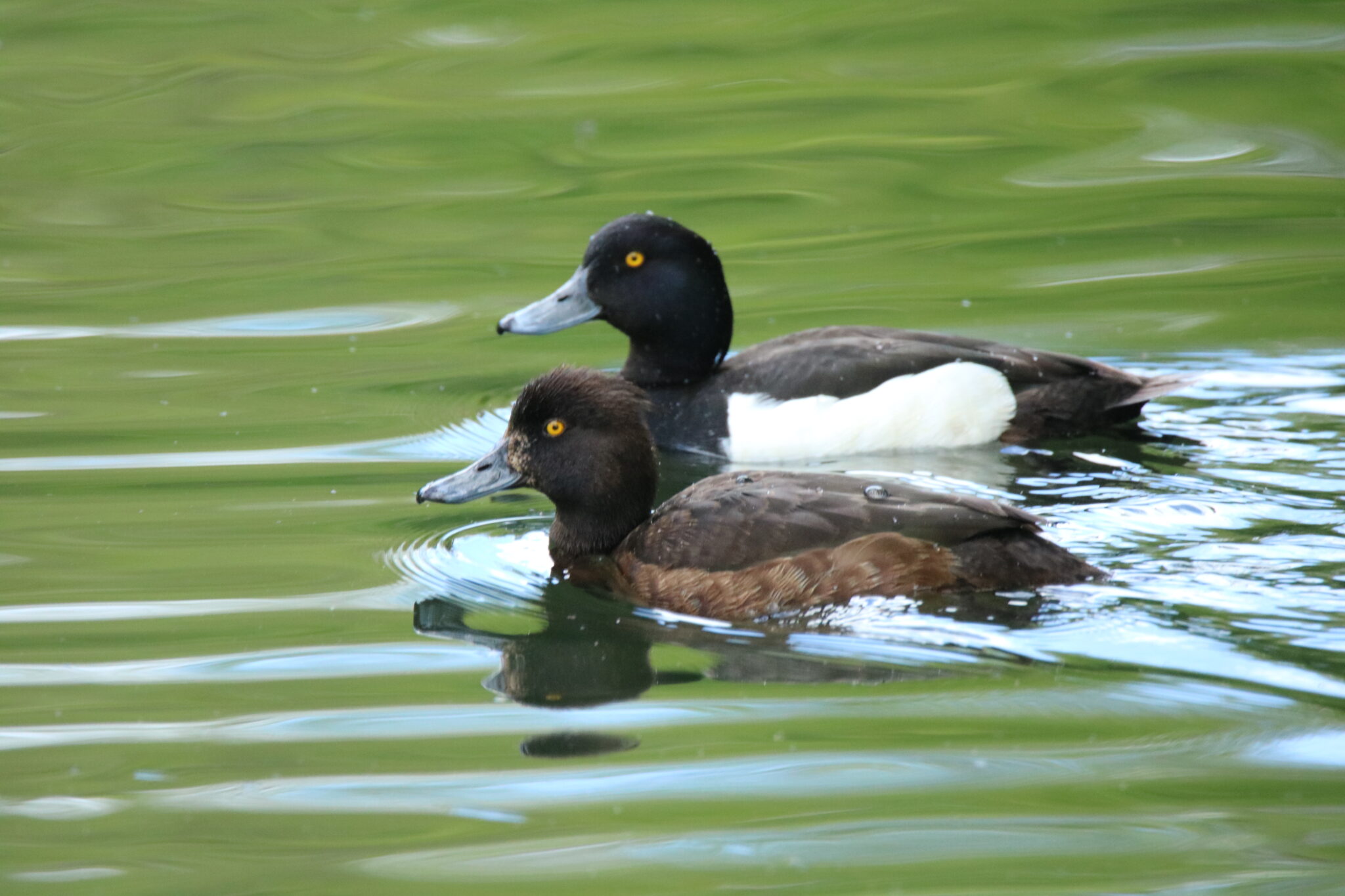 Tufted Ducks | Great Bird Pics