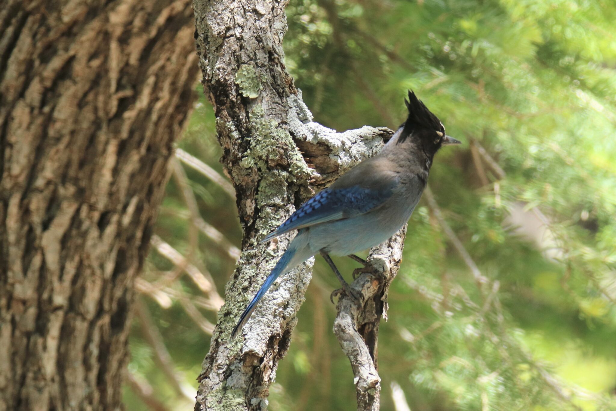 Steller’s Jay | Great Bird Pics