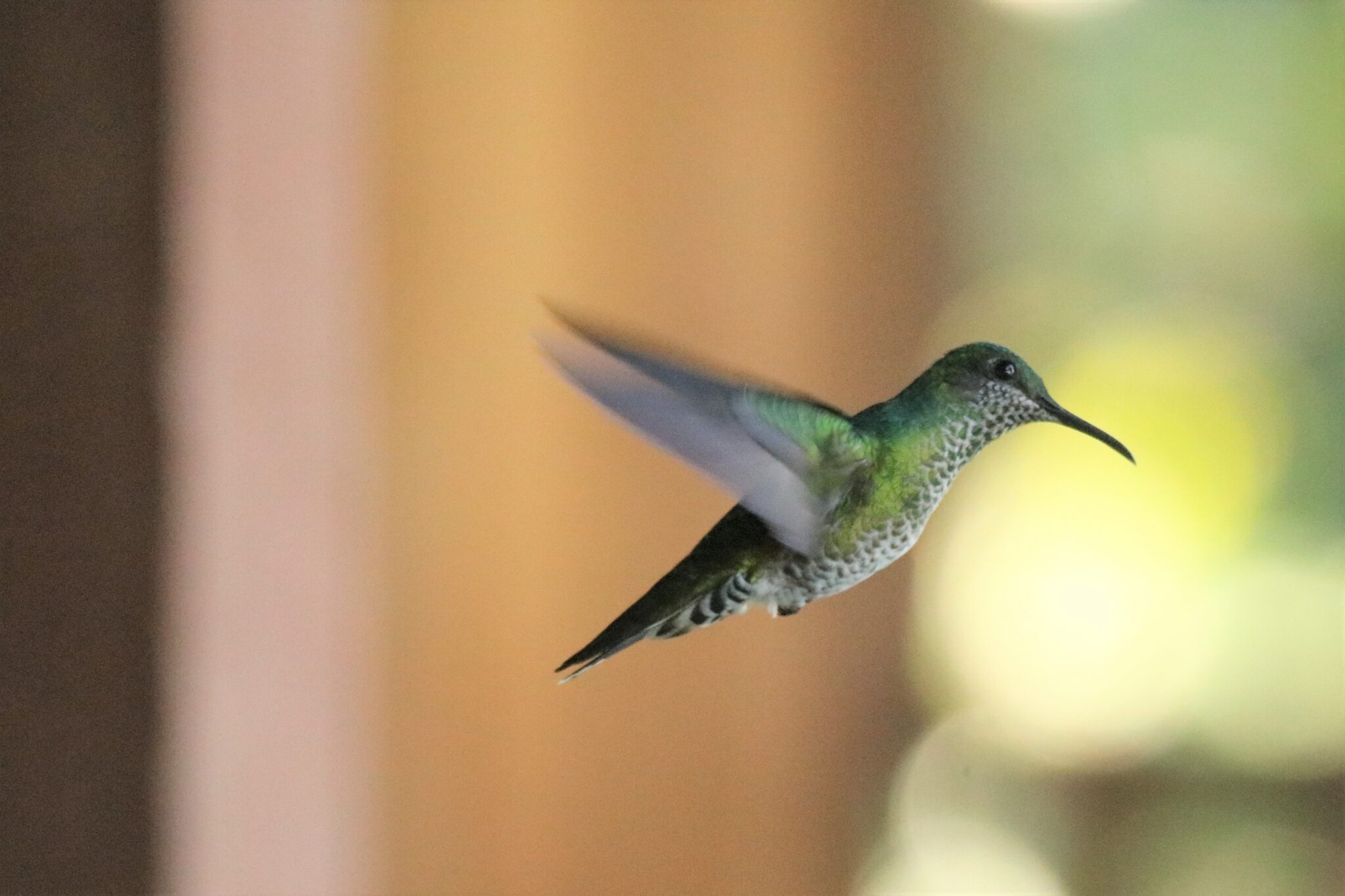 White-necked Jacobin | Great Bird Pics