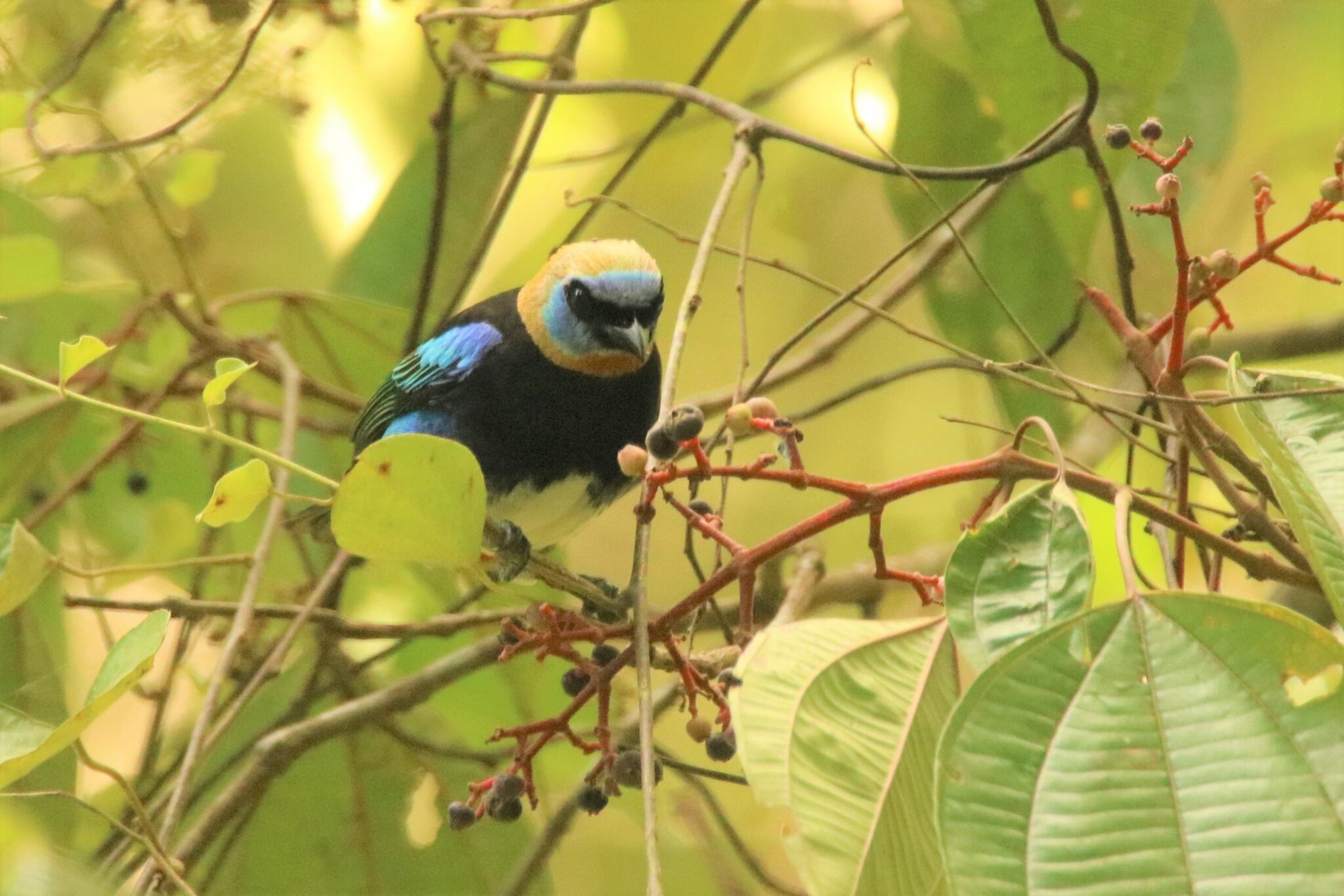 Golden-hooded Tanager | Great Bird Pics