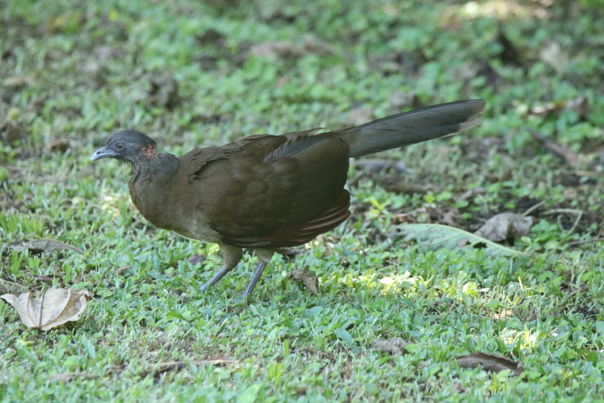 Gray-headed Chachalaca | Great Bird Pics