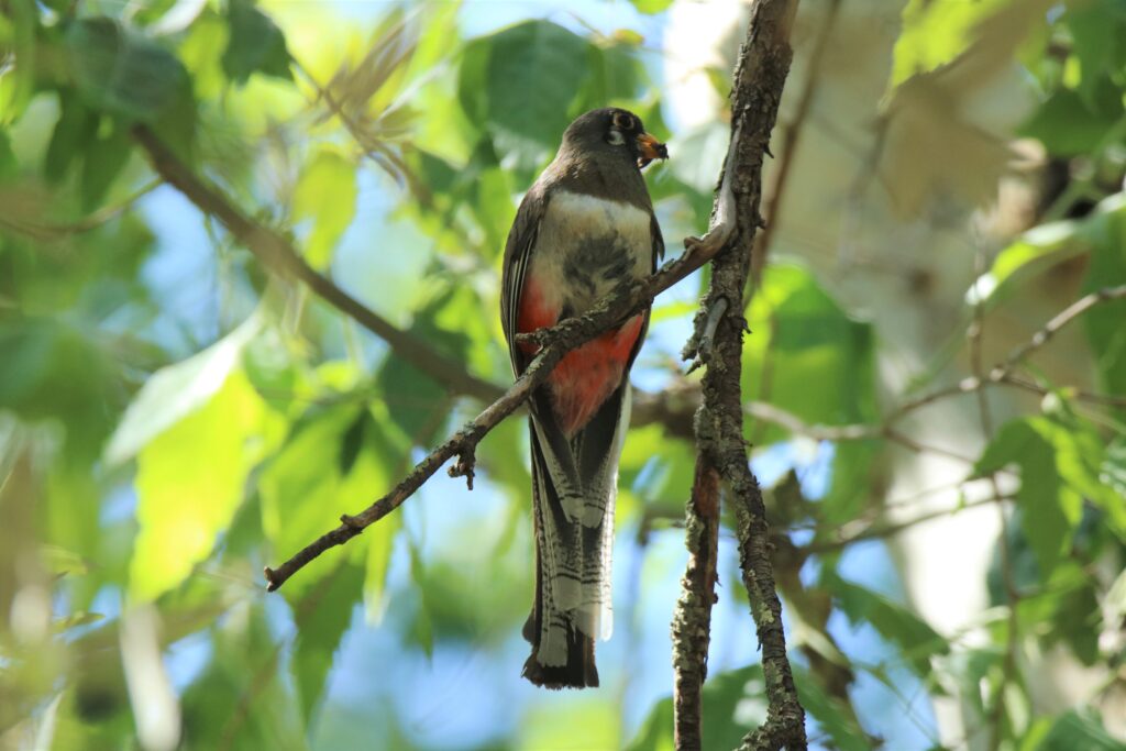 Elegant Trogan | Great Bird Pics