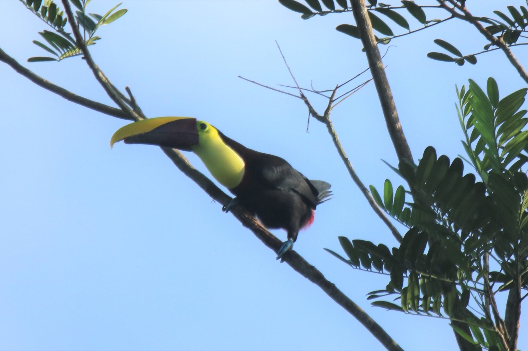 Yellow-throated Toucan | Great Bird Pics