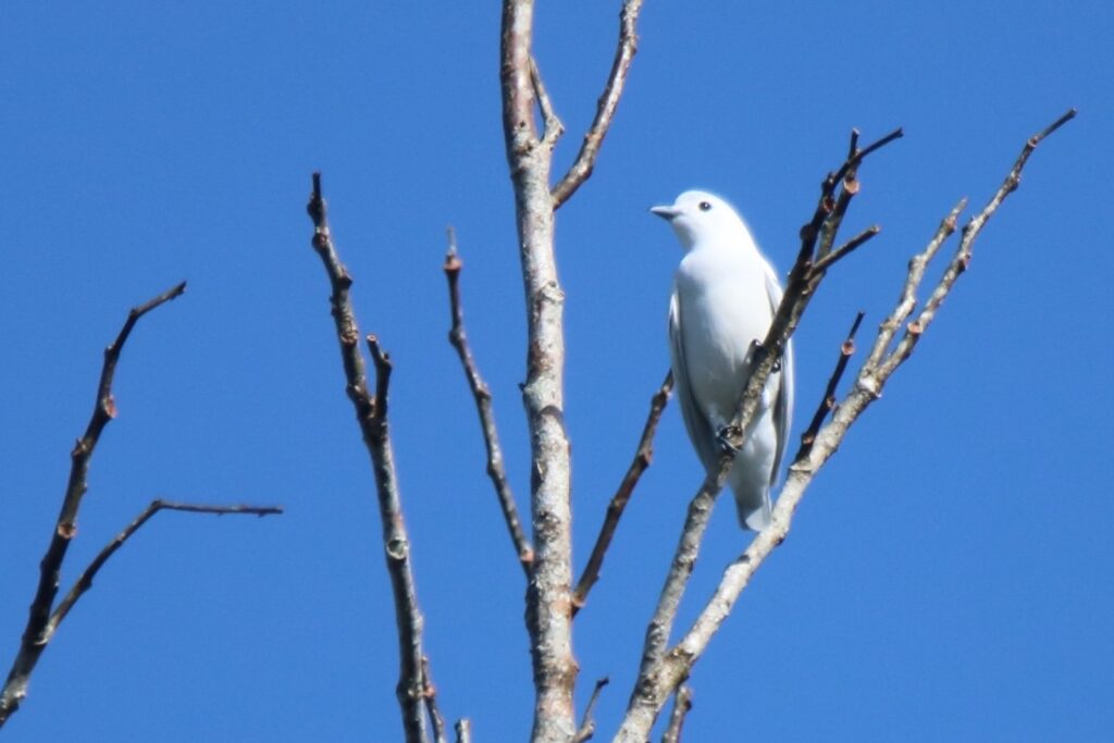 Snowy Cotinga | Great Bird Pics
