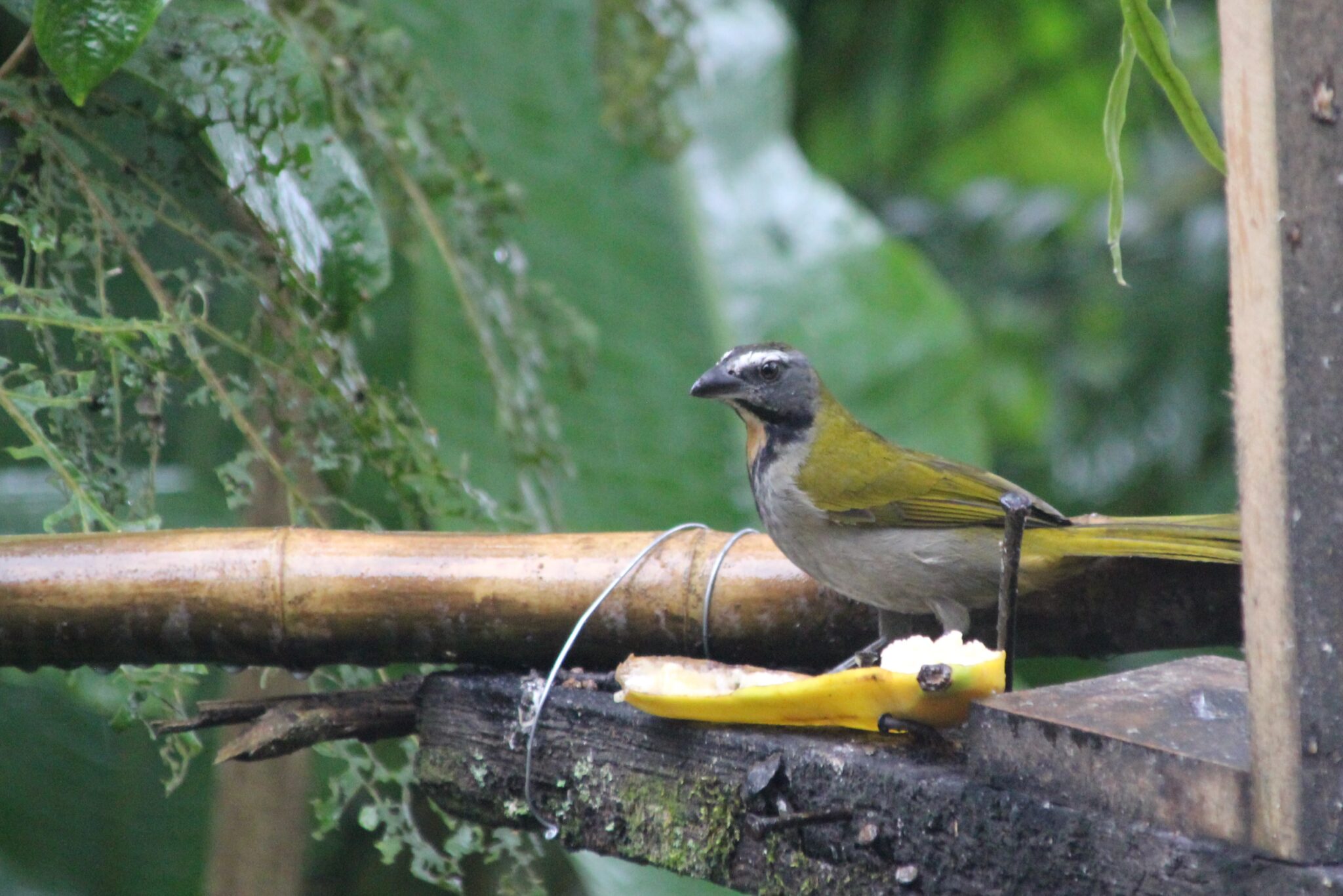 Buff-throated Saltator | Great Bird Pics