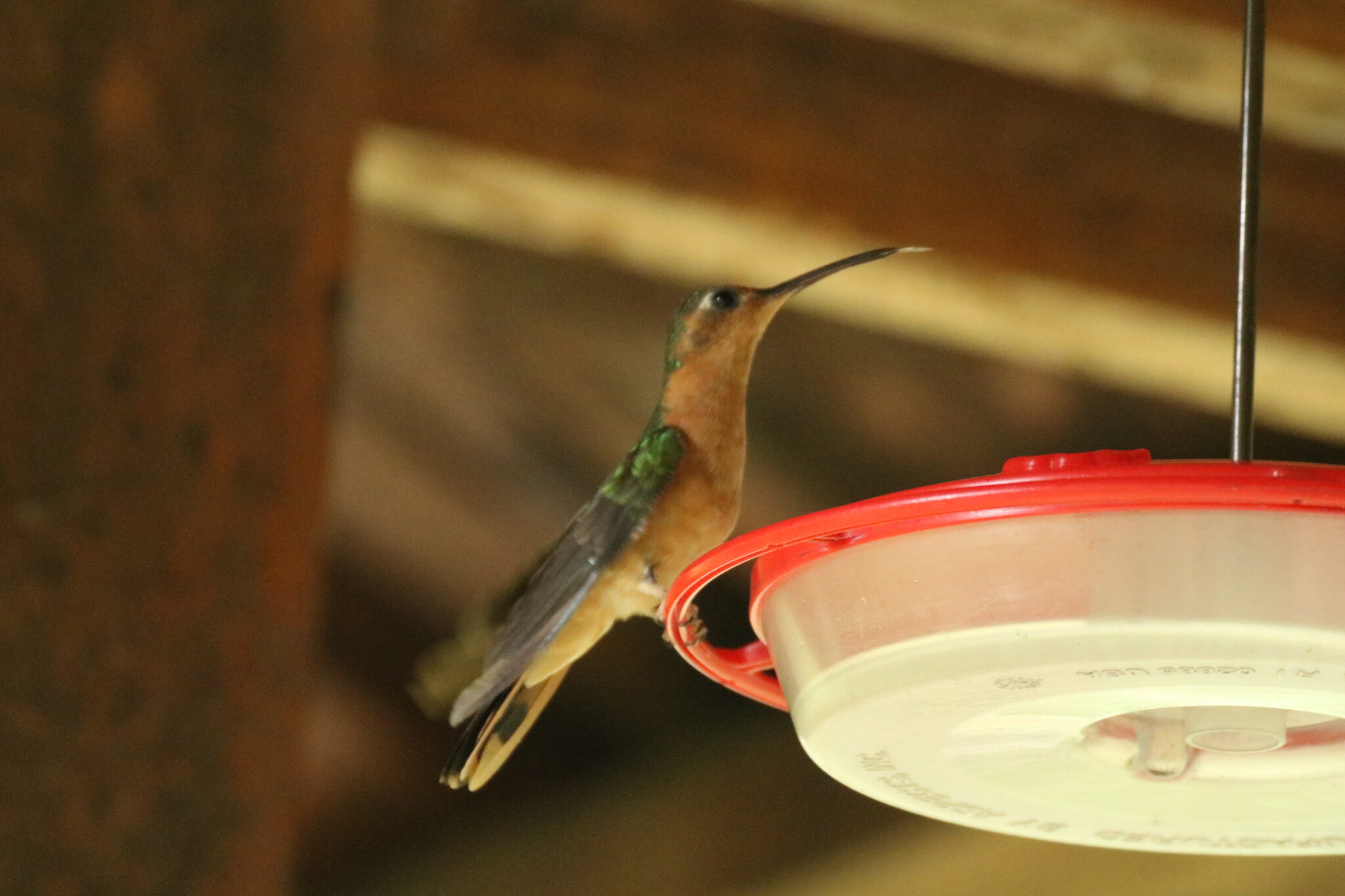 Rufous Sabrewing | Great Bird Pics