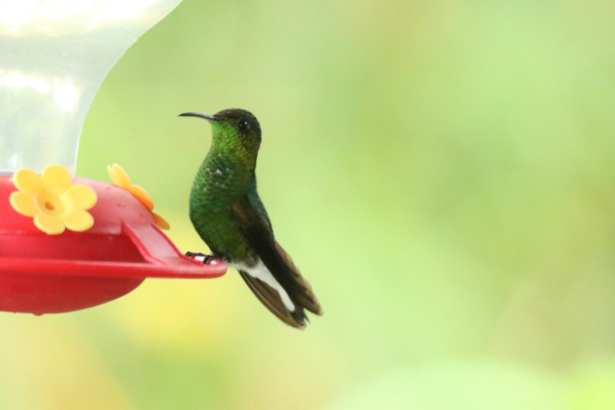 Coppery-headed Emerald | Great Bird Pics