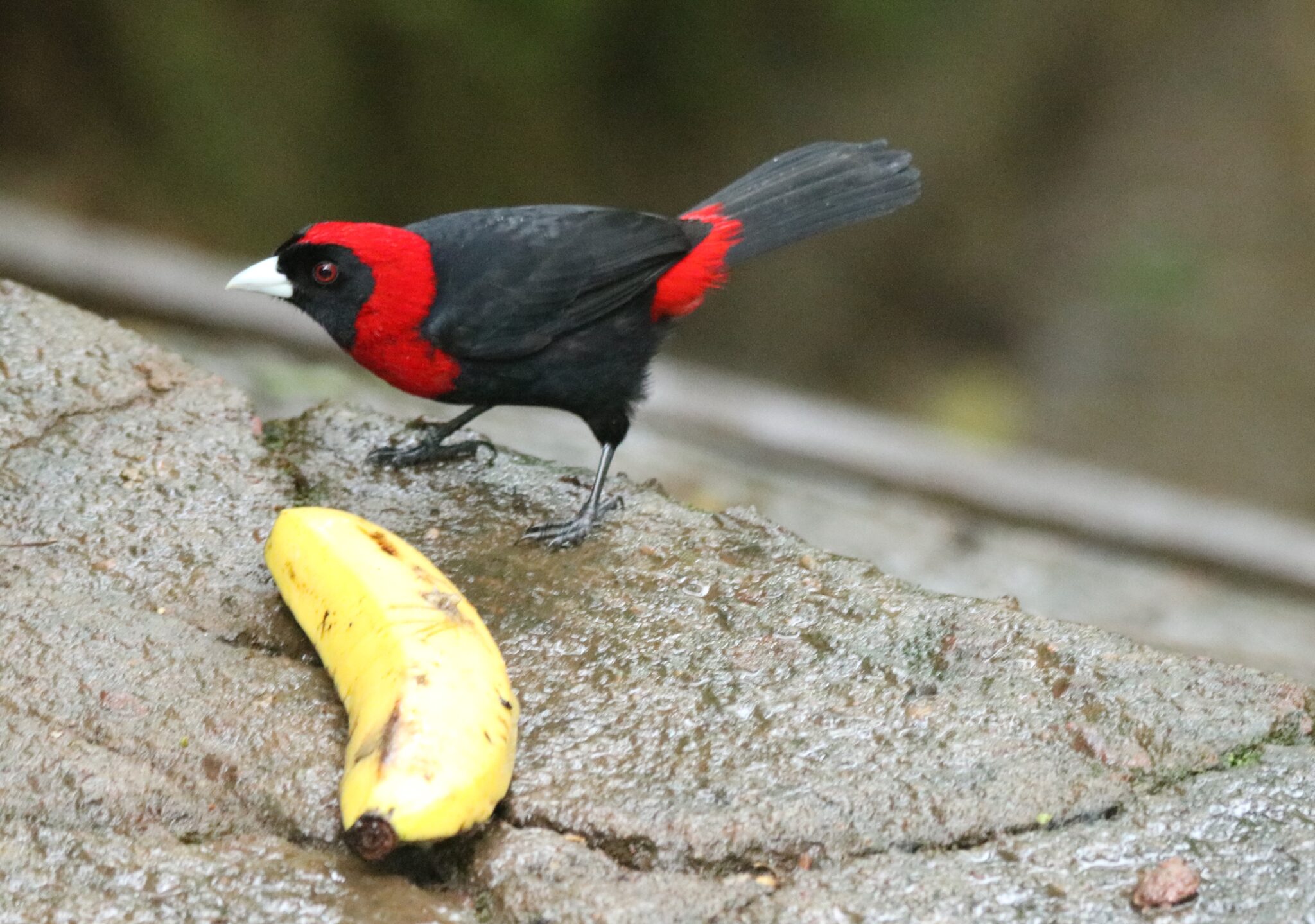 Crimson-collared Tanager | Great Bird Pics