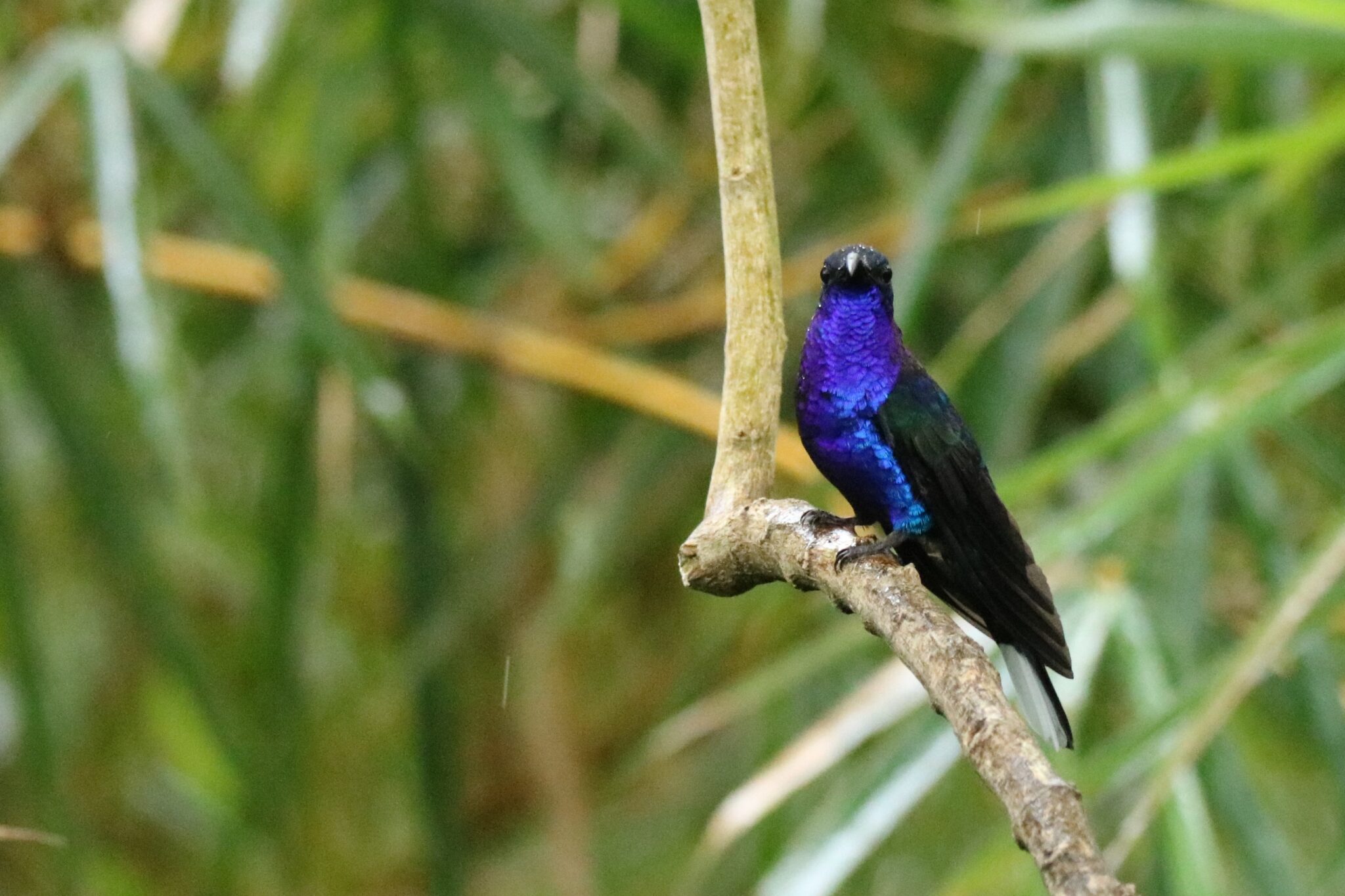 Violet Sabrewing | Great Bird Pics