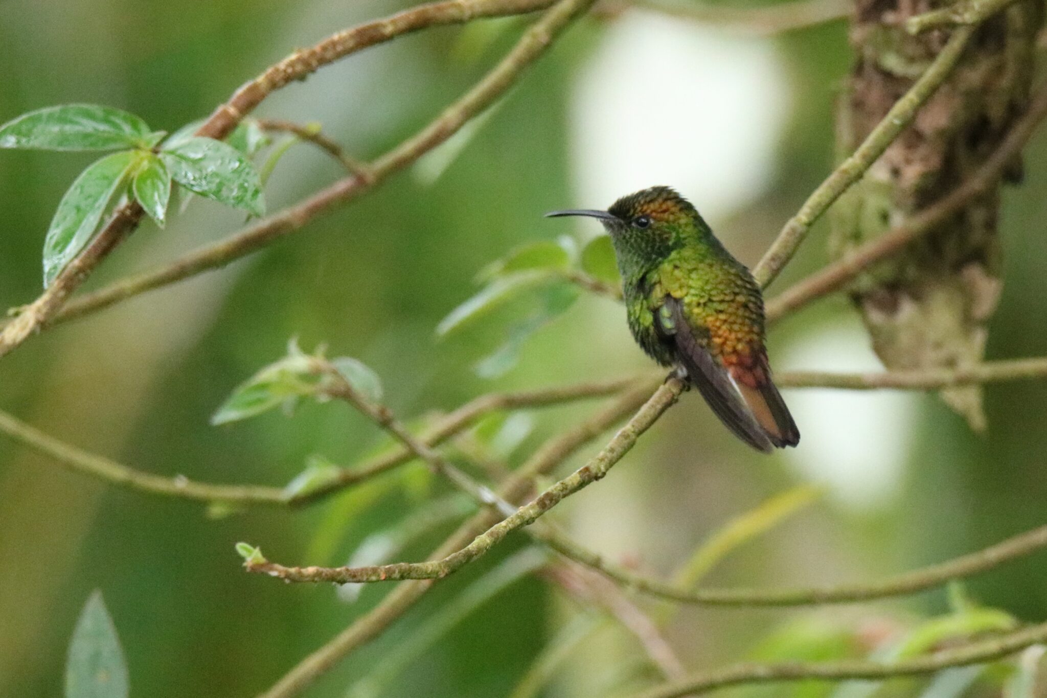 Coppery-headed Emerald | Great Bird Pics