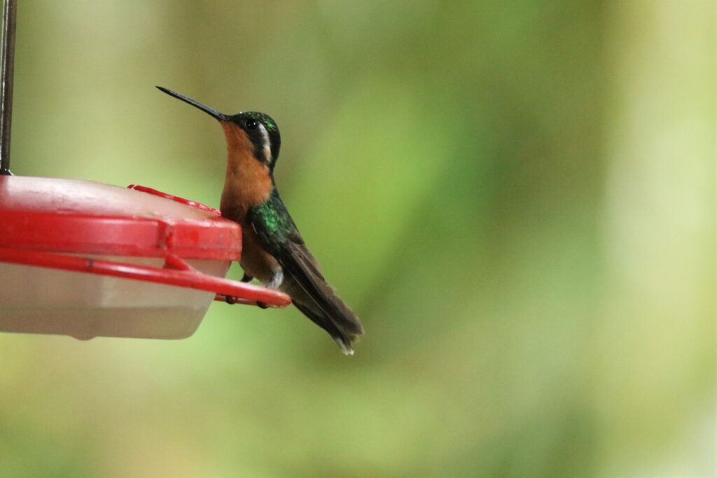 Purple-throated Mountain-gem | Great Bird Pics