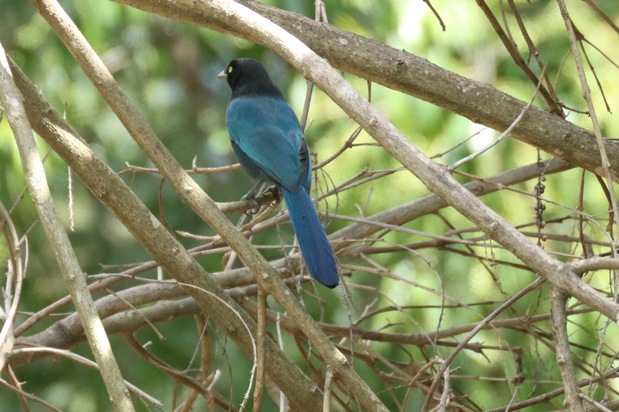 Bushy-crested Jay | Great Bird Pics