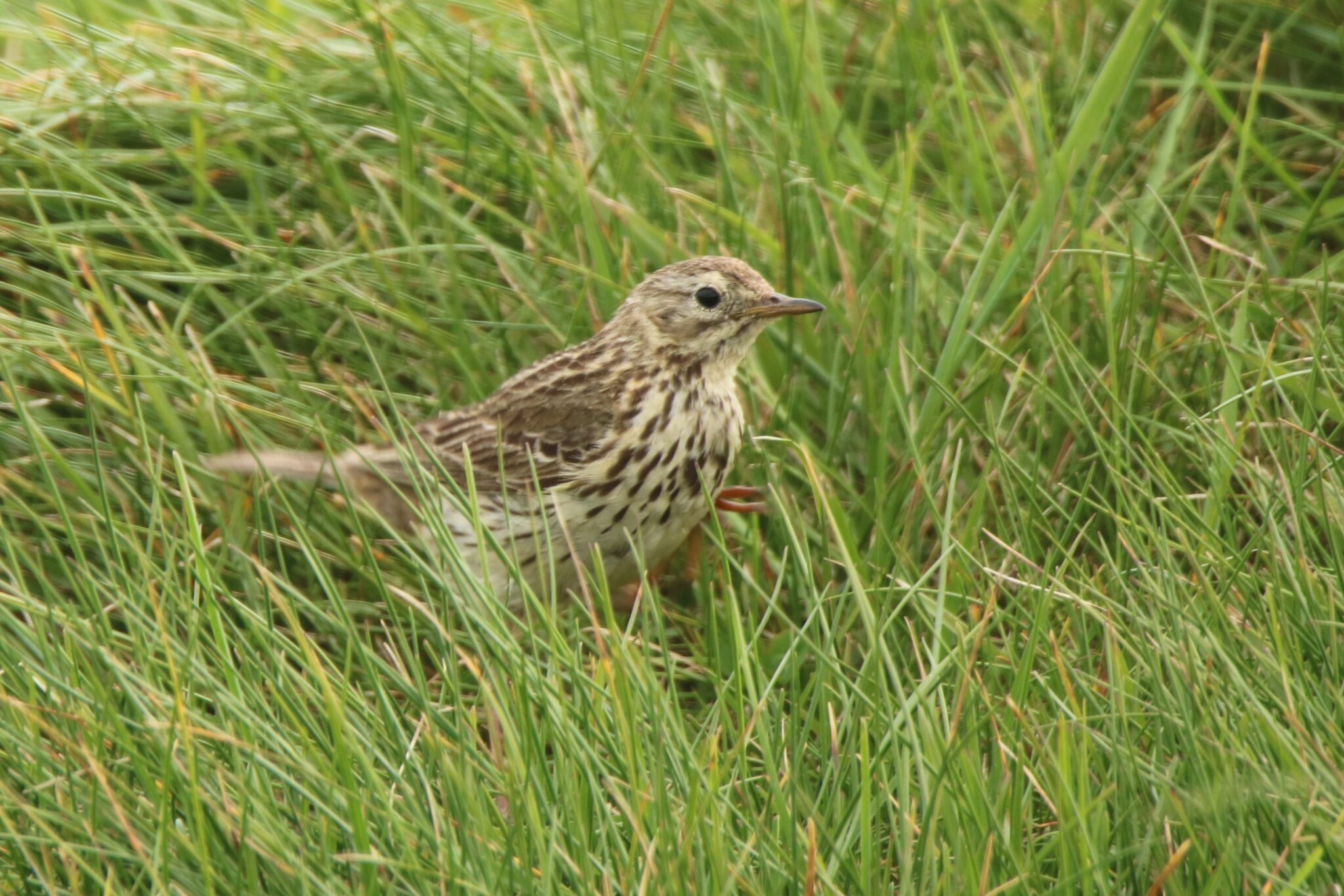Meadow Pipit | Great Bird Pics
