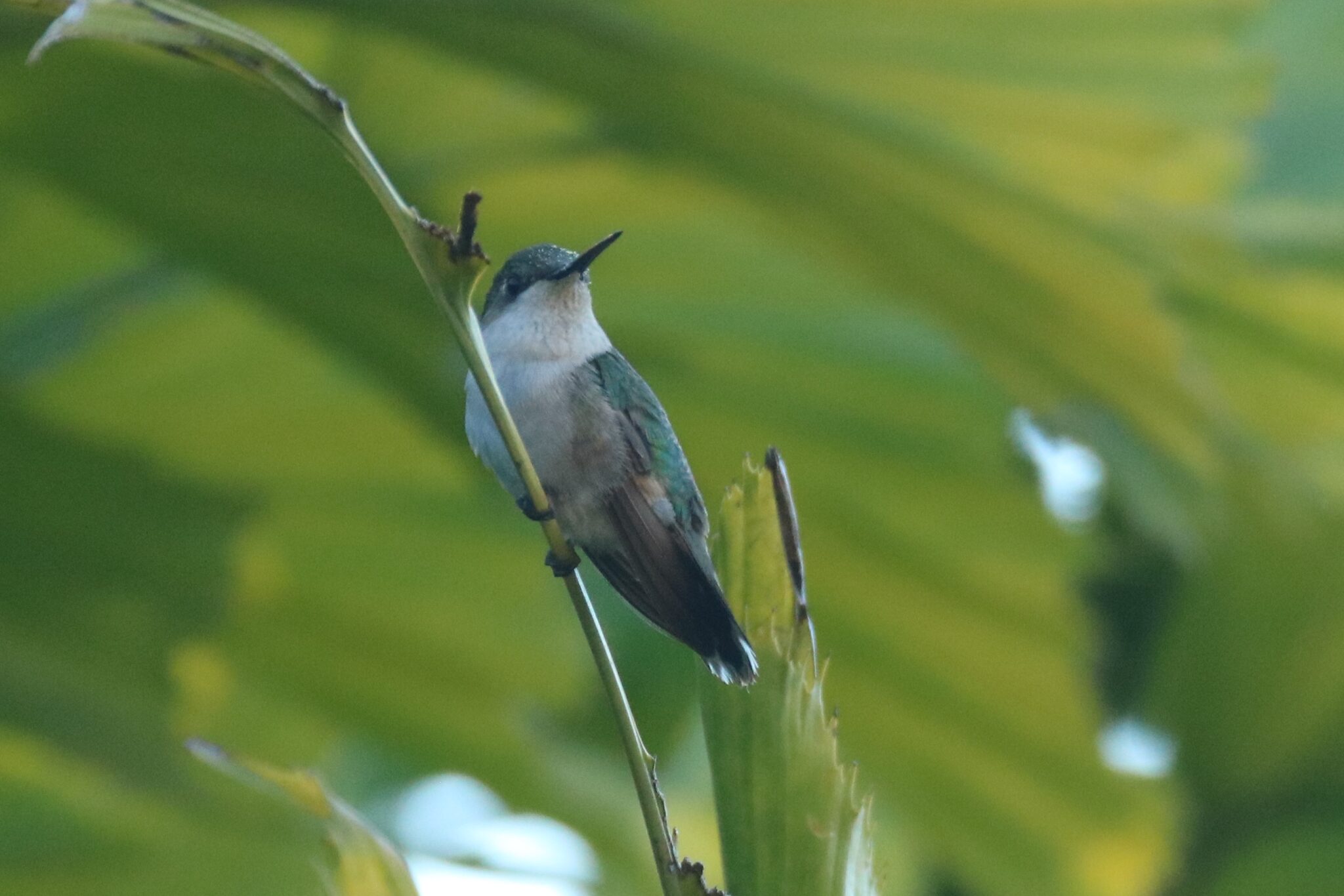 Azure-crowned Hummingbird | Great Bird Pics