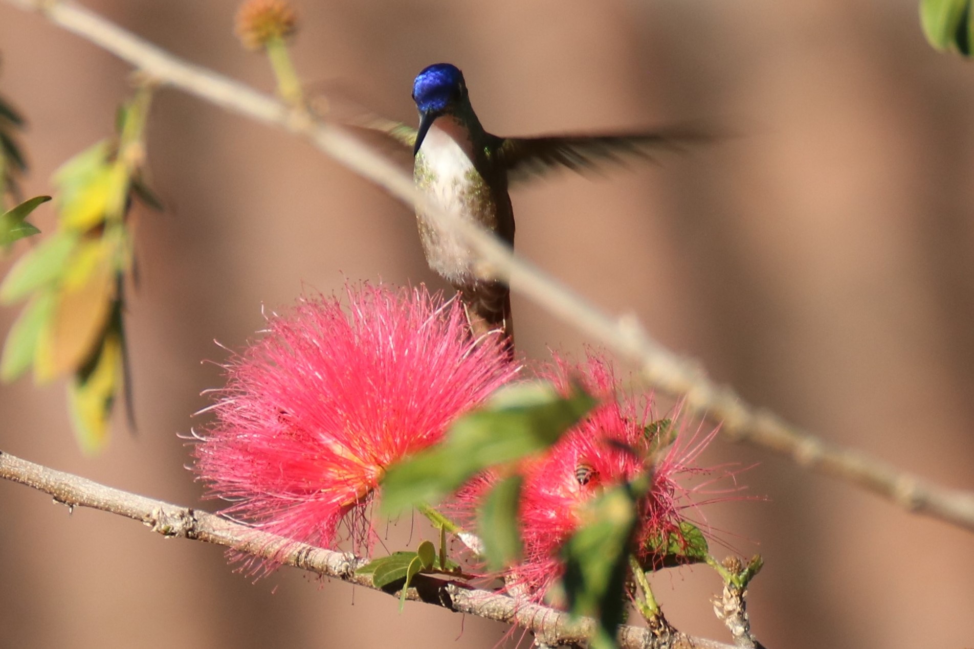Azure-crowned Hummingbird | Great Bird Pics