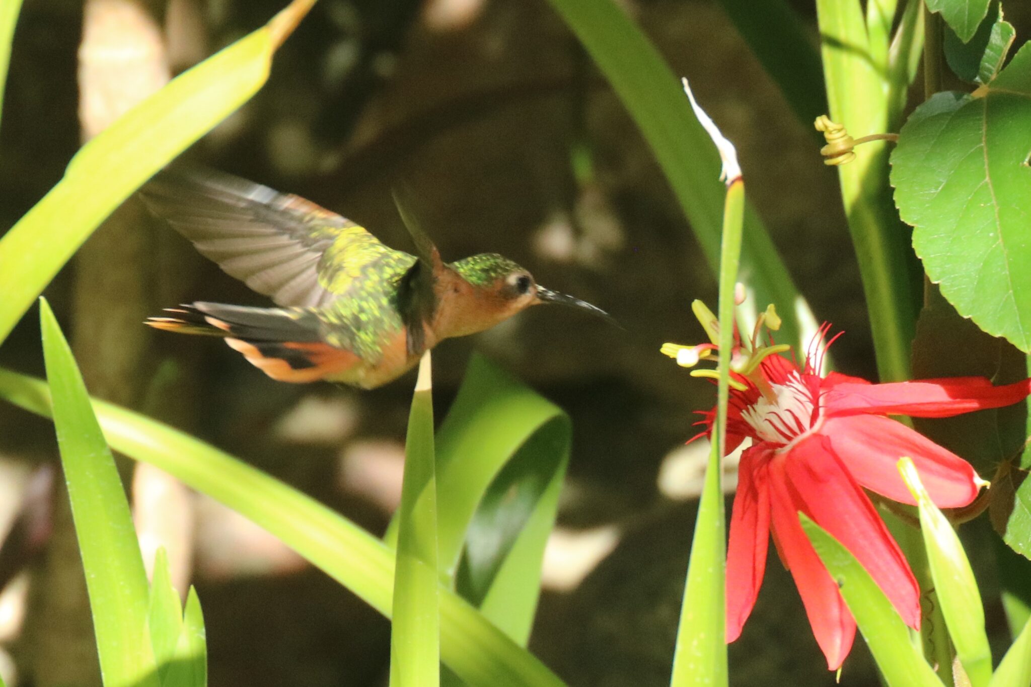 Rufous Sabrewing | Great Bird Pics