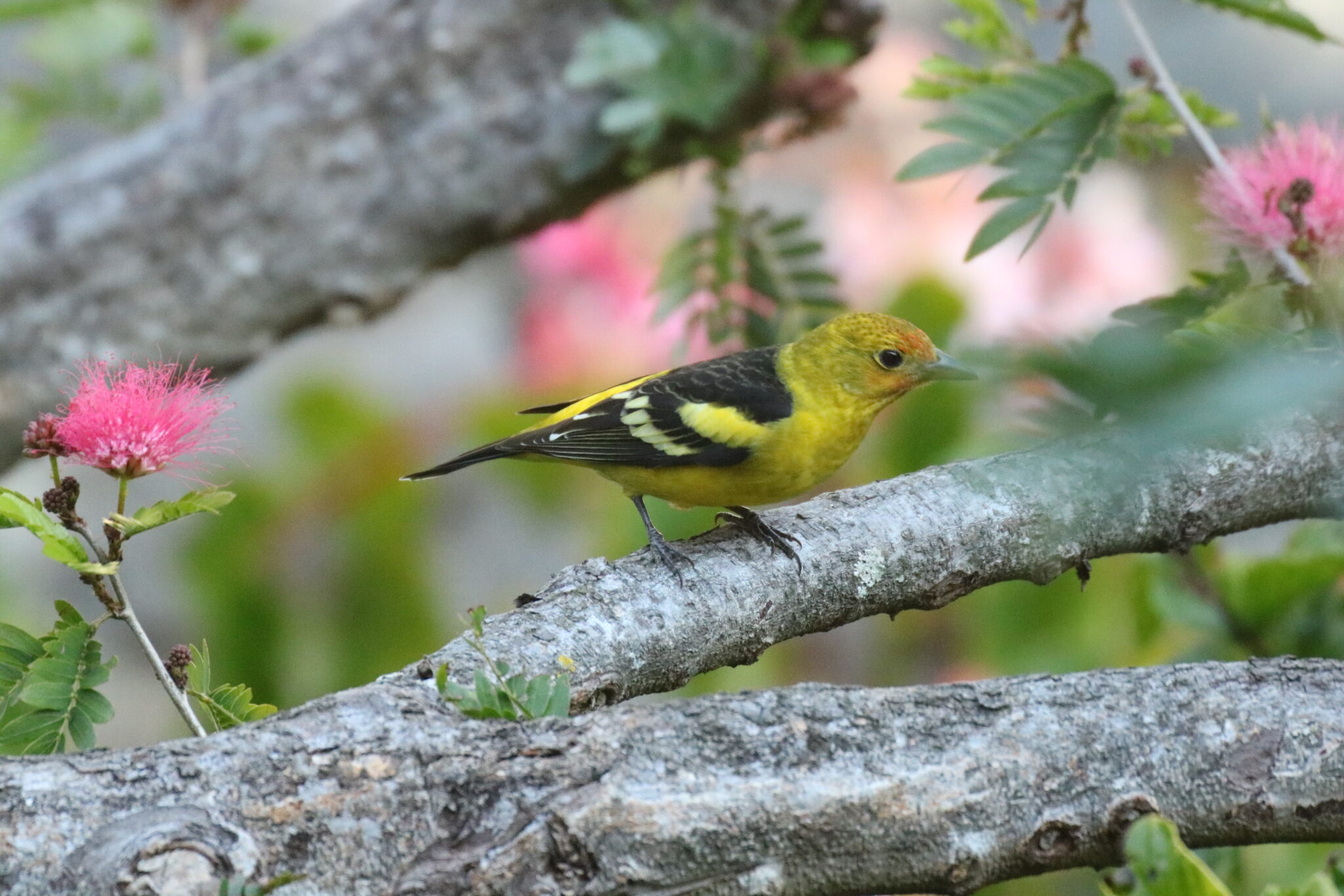 Western Tanager | Great Bird Pics