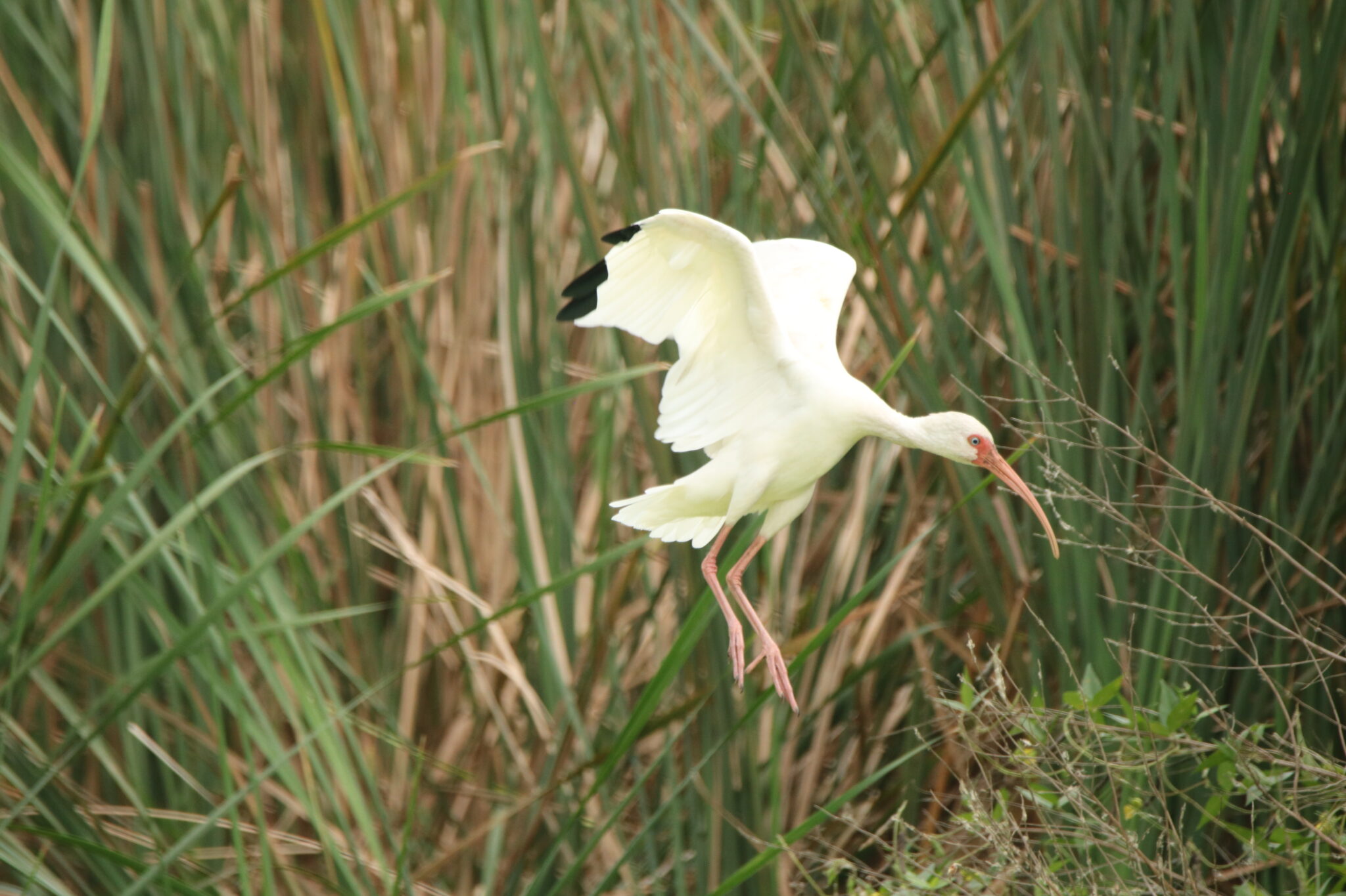 White Ibis | Great Bird Pics