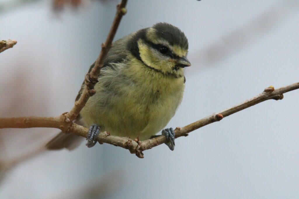 Eurasian Blue Tit | Great Bird Pics