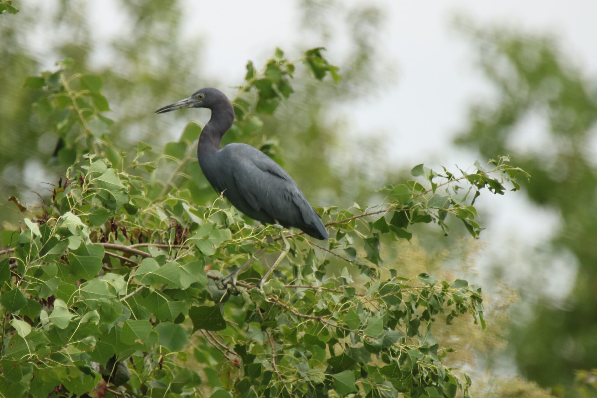 Little Blue Heron | Great Bird Pics