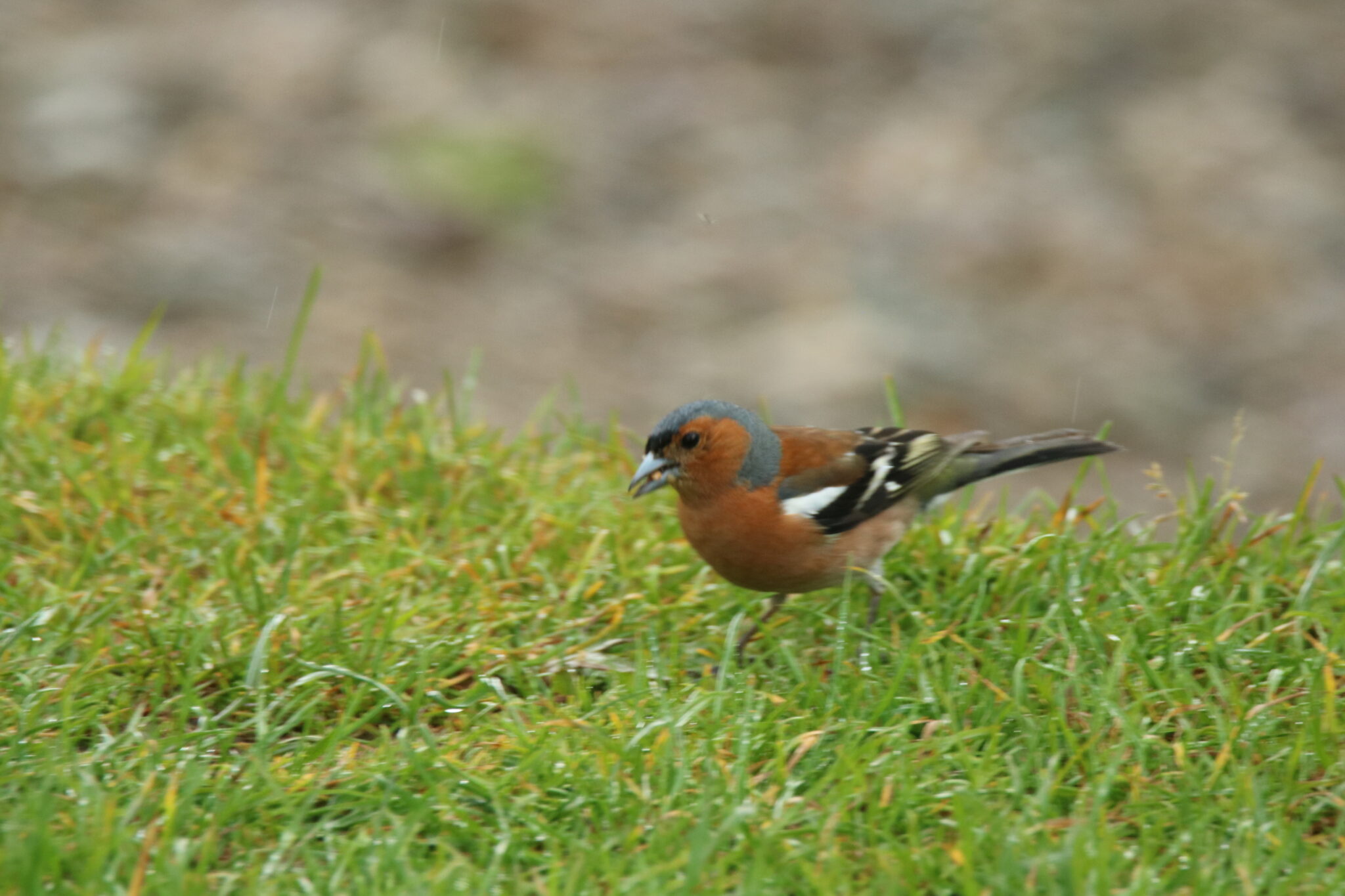 Common Chaffinch | Great Bird Pics