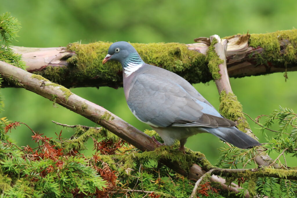 Common Wood-Pigeon | Great Bird Pics