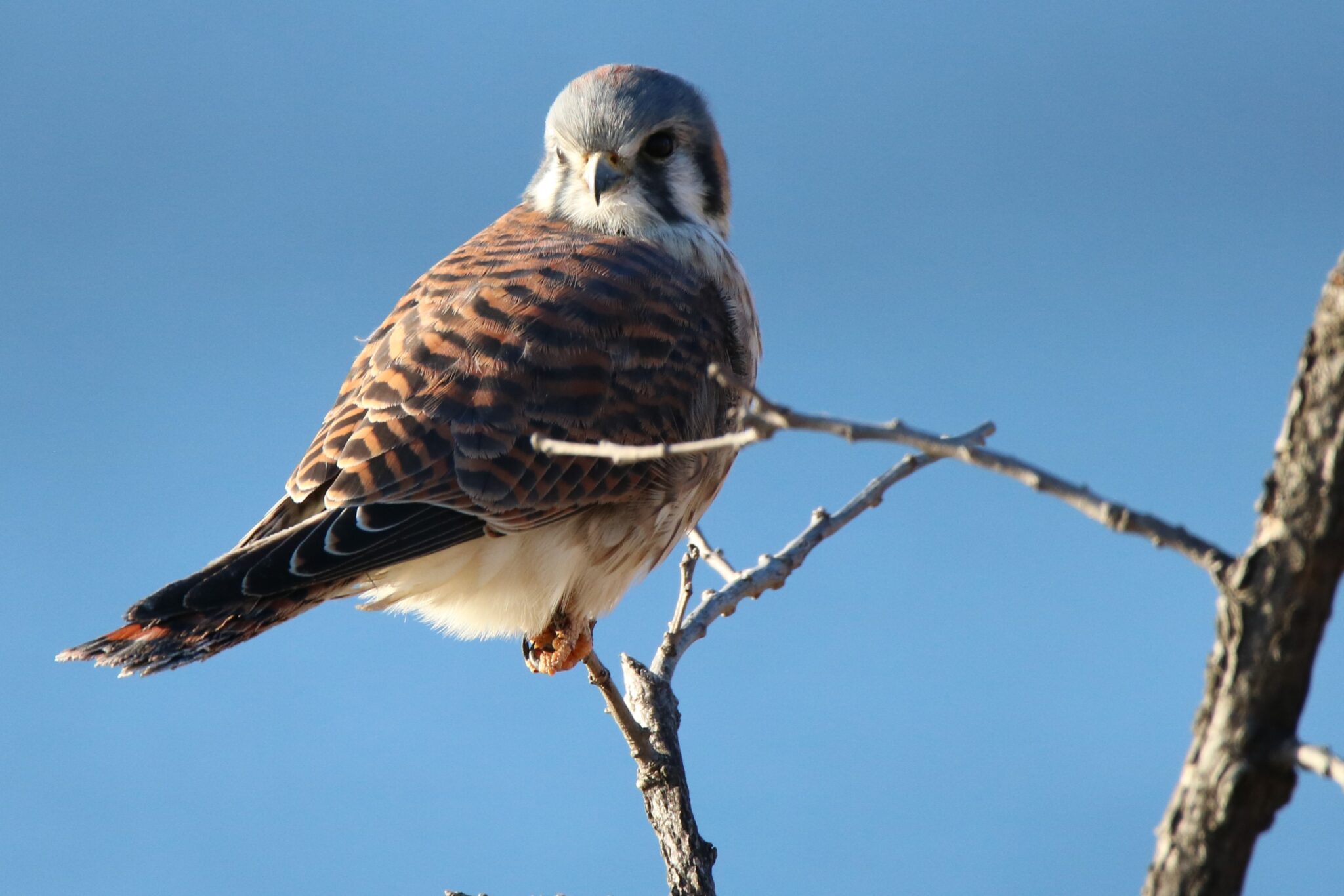 American Kestrel | Great Bird Pics