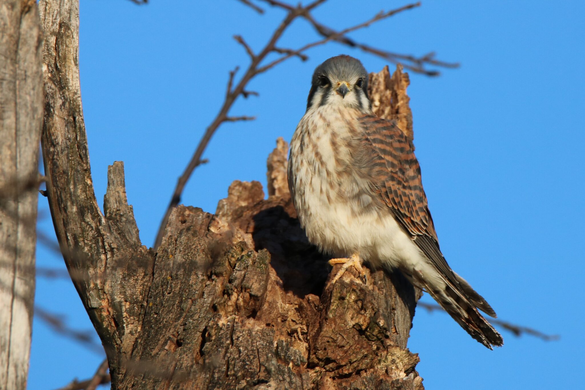 American Kestrel | Great Bird Pics