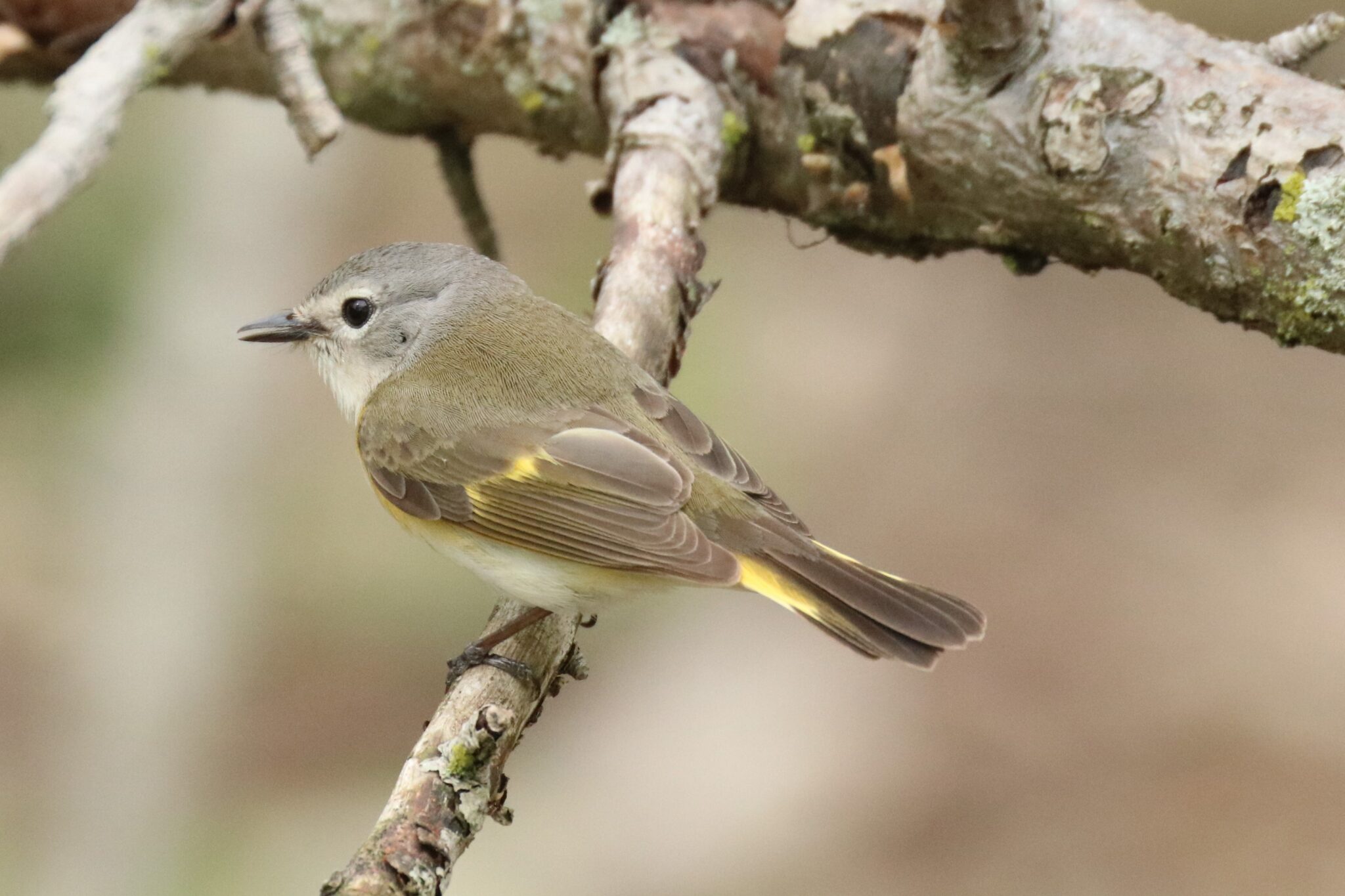 American Redstart | Great Bird Pics